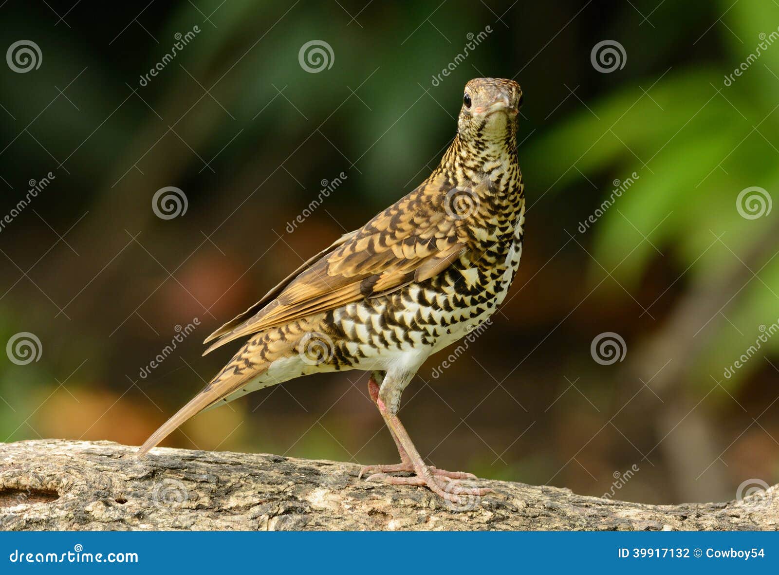 White S Thrush (Zoothera Aurea) Stock Photo - Image of beauty, exotic ...