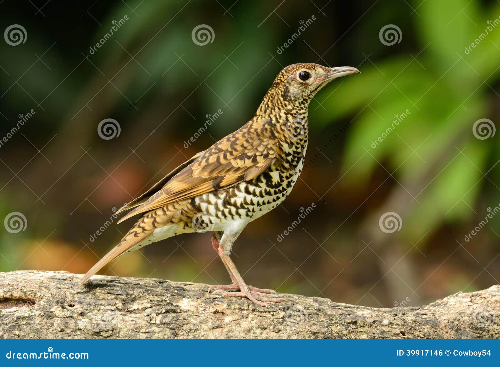 White S Thrush (Zoothera Aurea) Stock Photo - Image of ground, asia ...