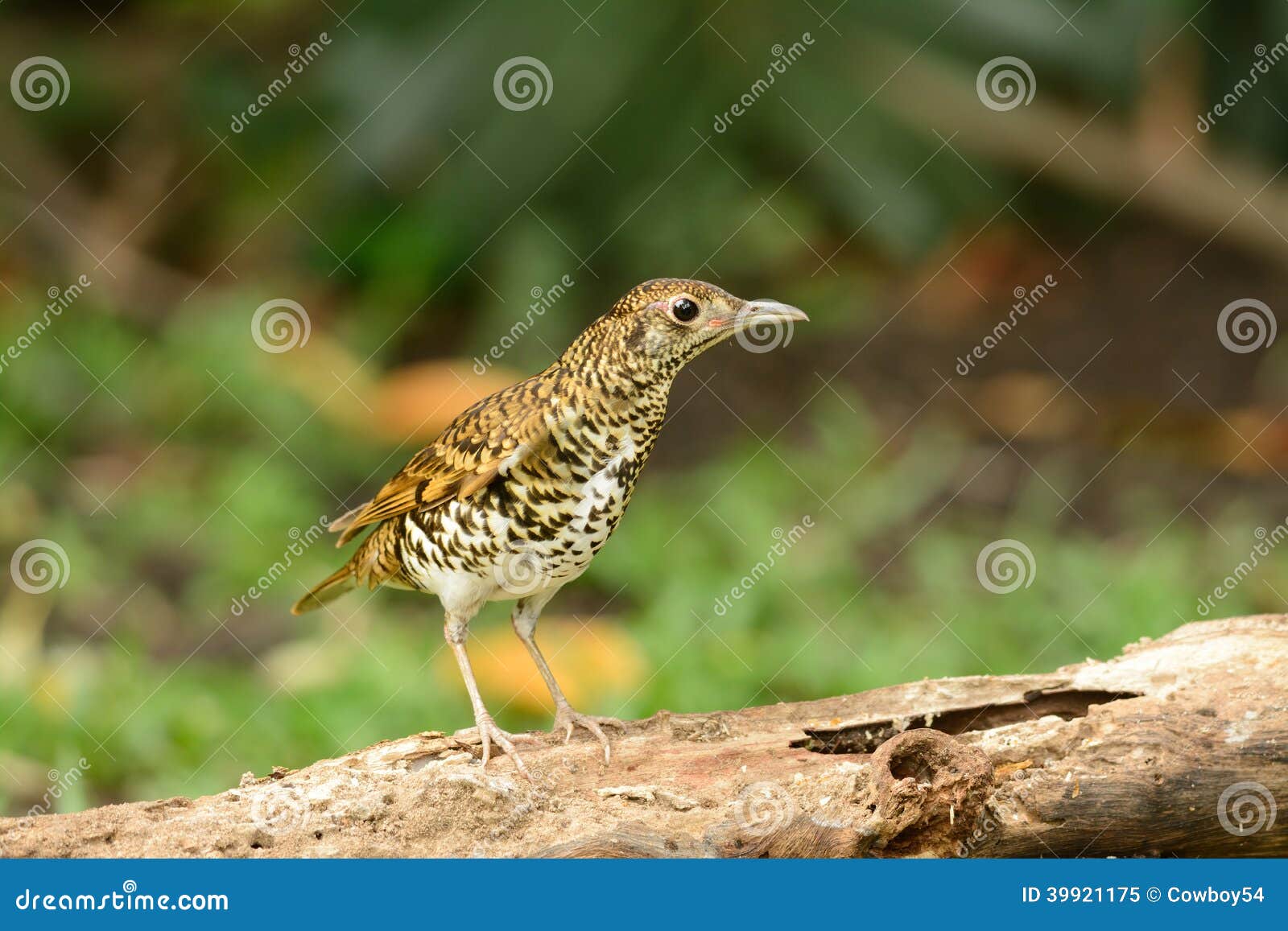 White S Thrush (Zoothera Aurea) Stock Image - Image of fauna, birding ...