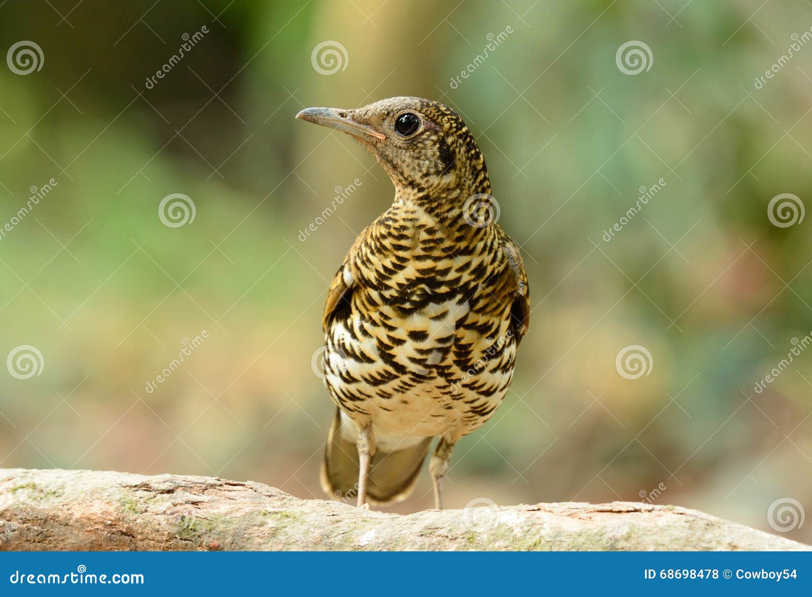 White S Thrush (Zoothera Aurea) Stock Photo - Image of wild, aurea ...