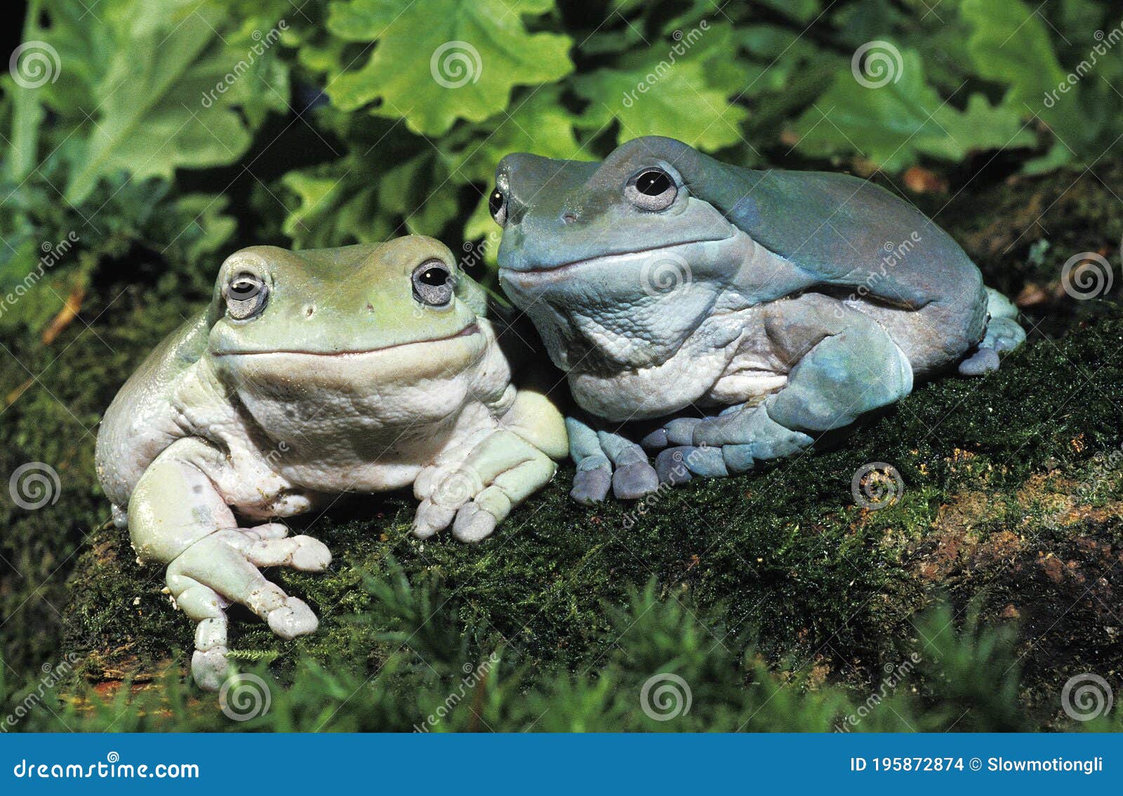 White`s Tree Frog, Litoria Caerulea, Adults Stock Photo - Image of blue ...
