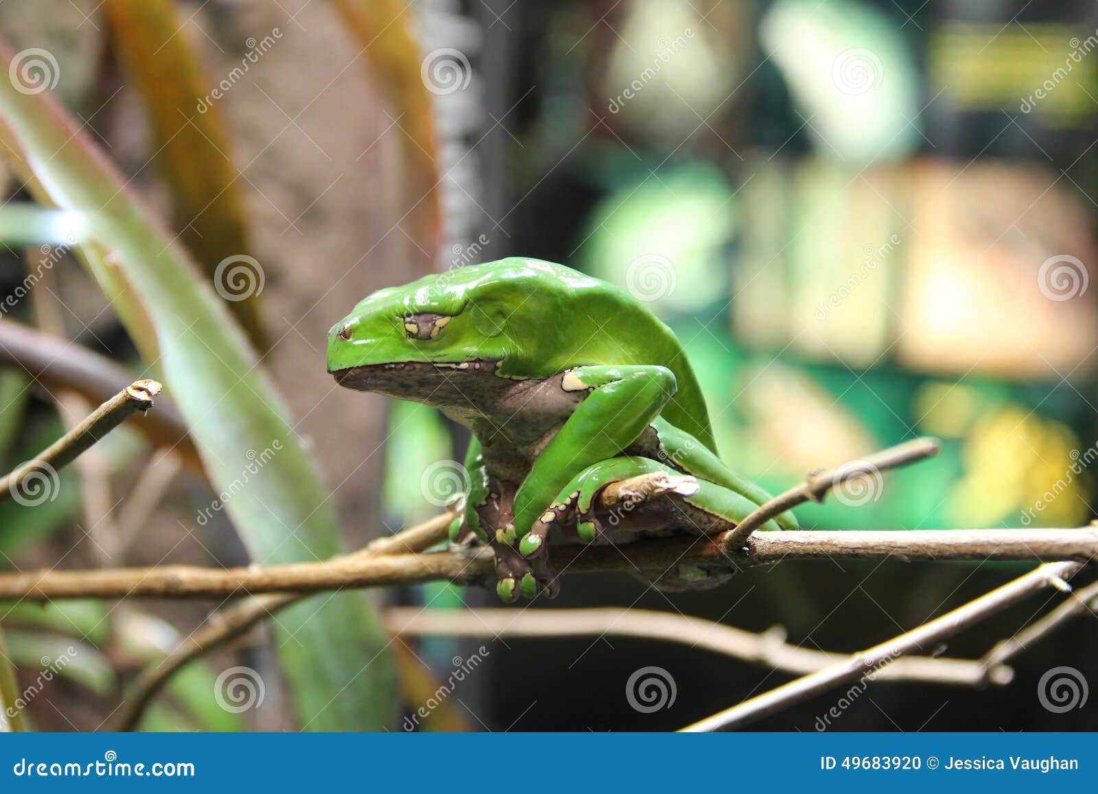 White s Tree Frog stock photo. Image of animal, forest - 49683920