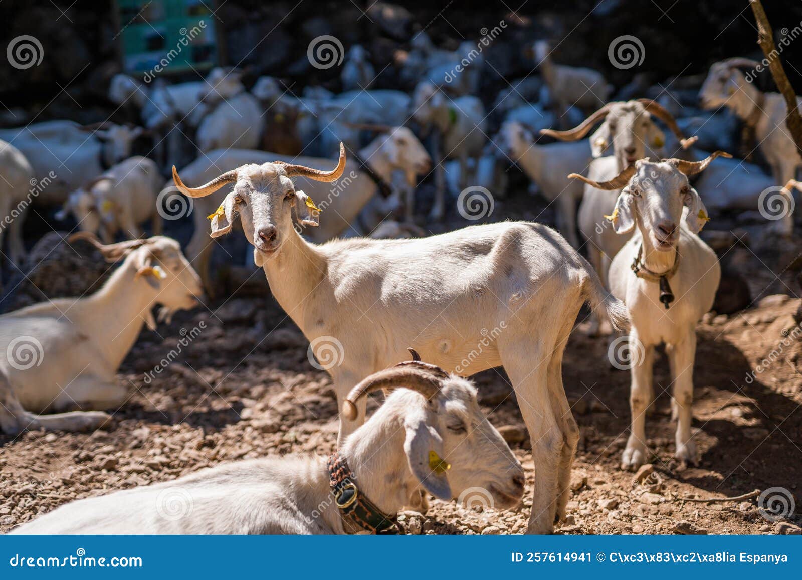 White Saanen Goat With Long Horns Stock Photography | CartoonDealer.com ...