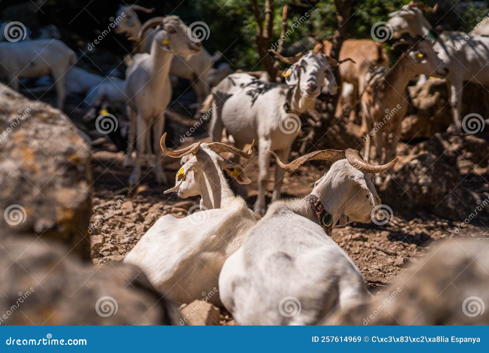 White Saanen Goat With Long Horns Stock Photography | CartoonDealer.com ...