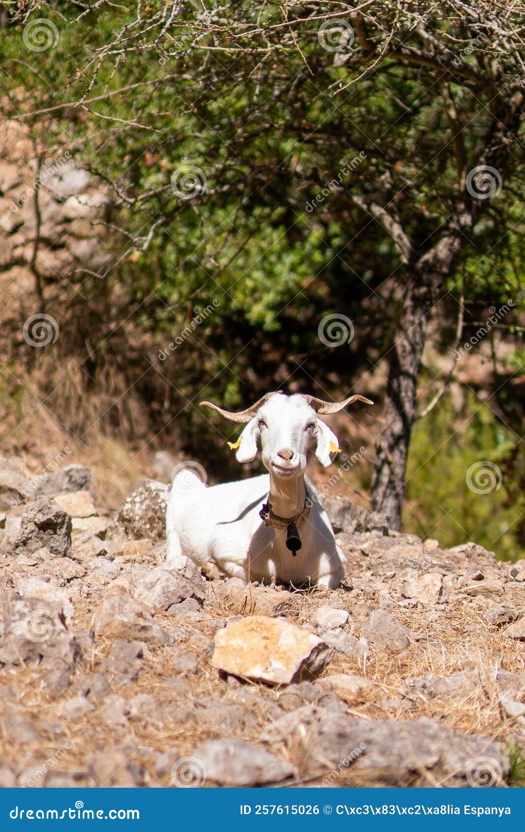 White Saanen Goat Staring at the Camera in the Mountain while Resting ...