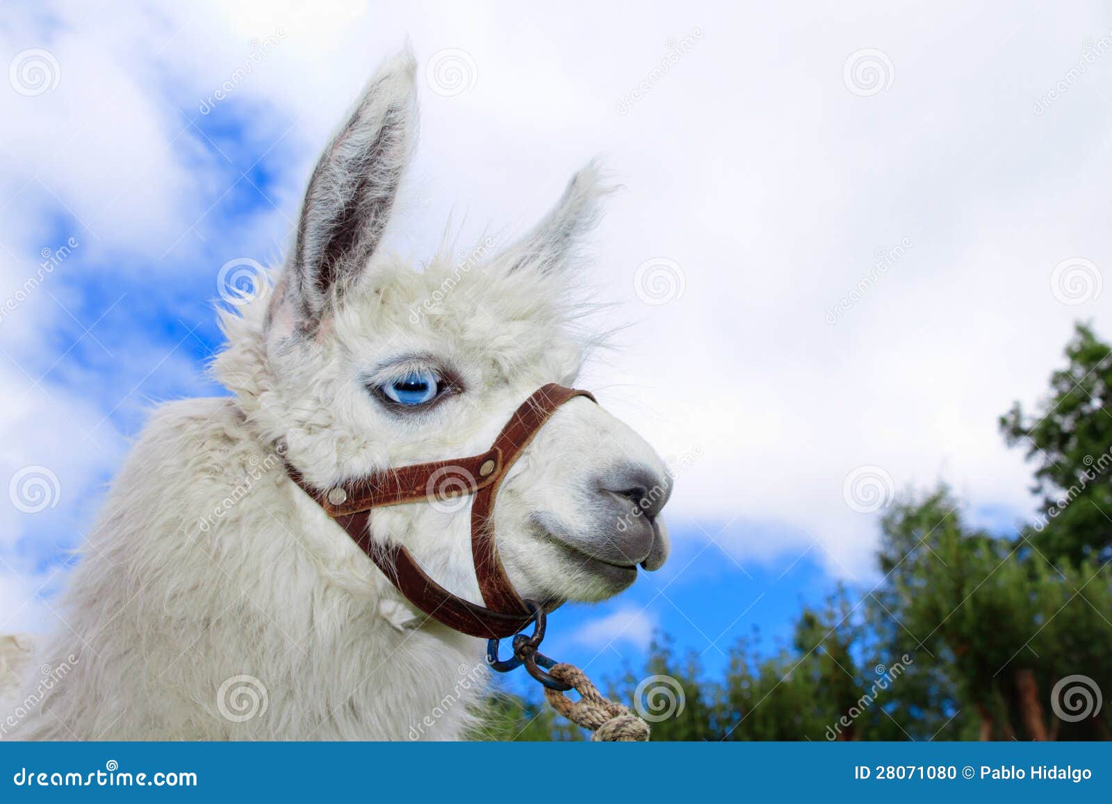 White, Sad Furry Lama Glama with Long Eyelashes Stock Photo - Image of ...