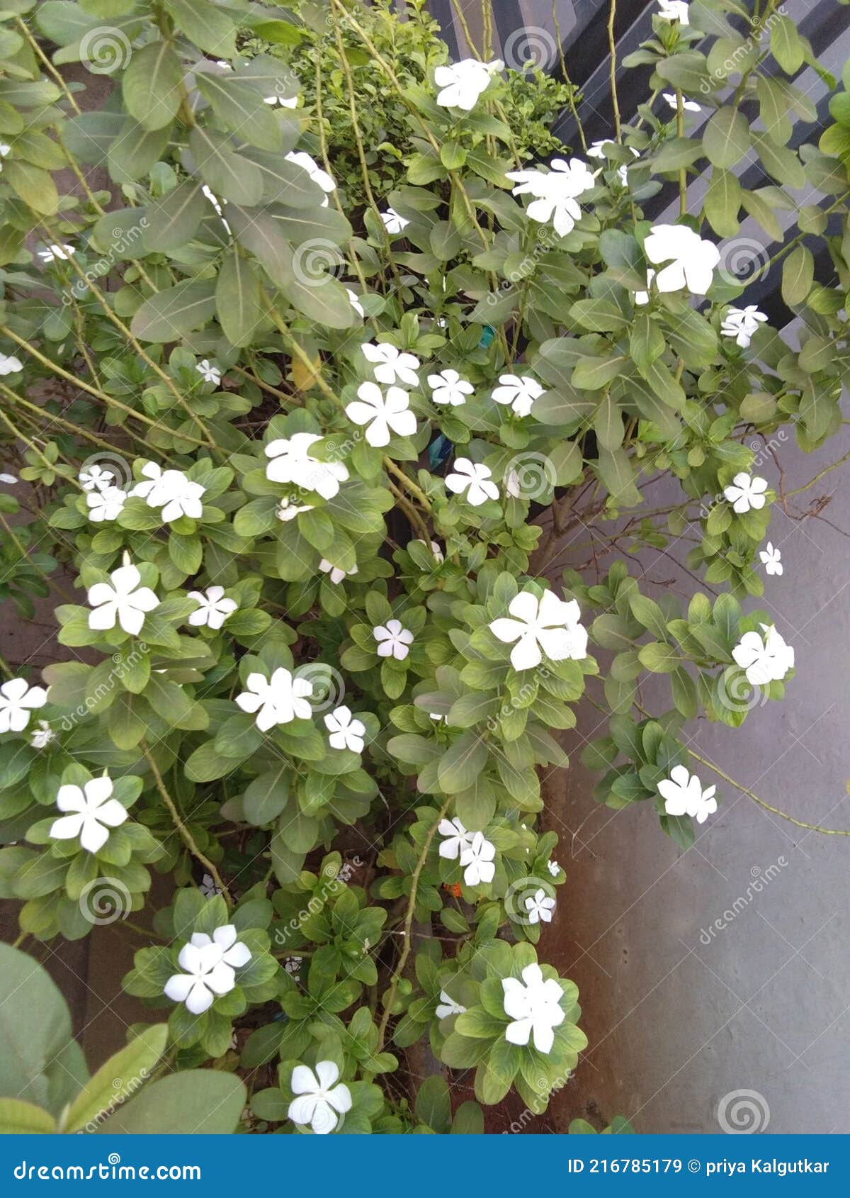 White sadafuli flowering stock image. Image of flower - 216785179