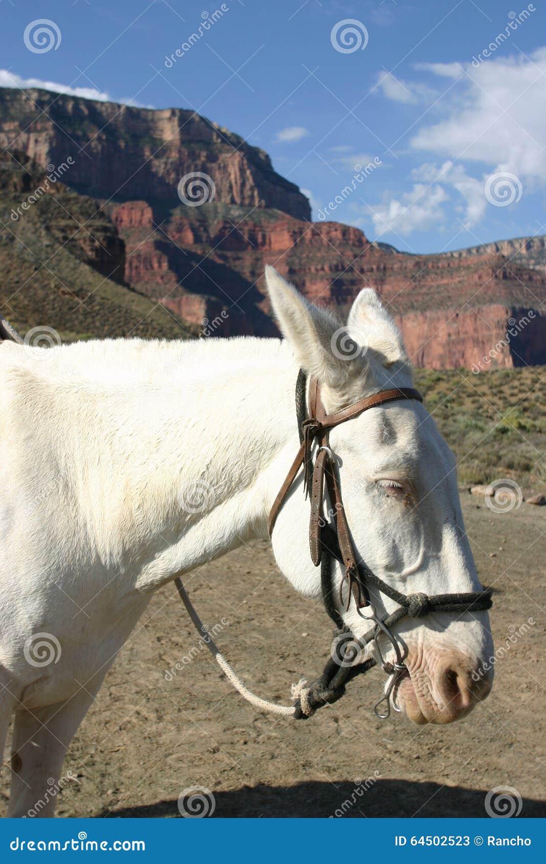 White saddle mule stock image. Image of ranch, jenny - 64502523