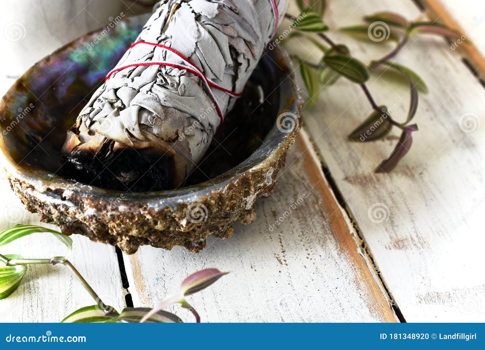White Sage and Abalone Shell Stock Photo - Image of bundle, leaves ...
