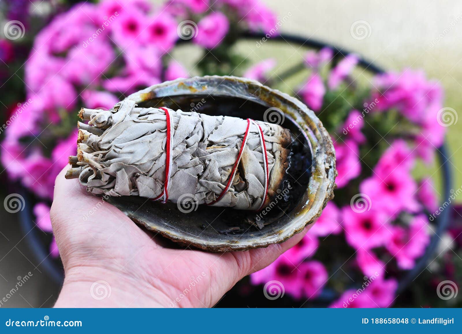 White Sage and Abalone Shell Stock Photo - Image of plant, prayer ...