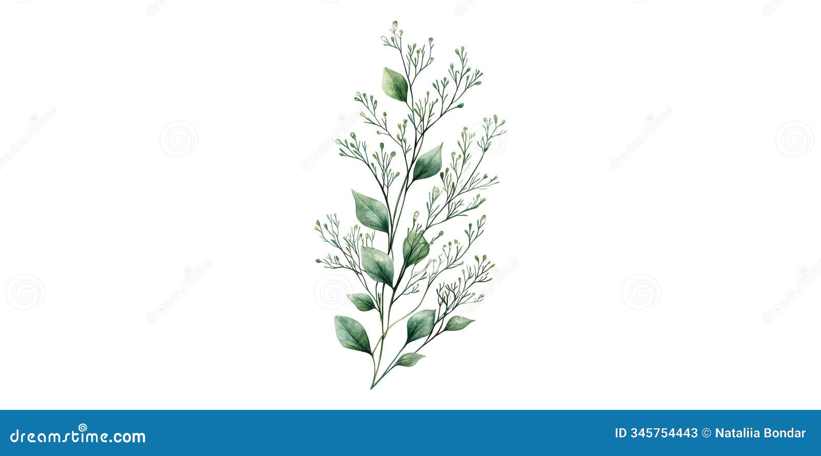 White Sage Herb Isolated Representing Aromatic and Medicinal Uses on ...