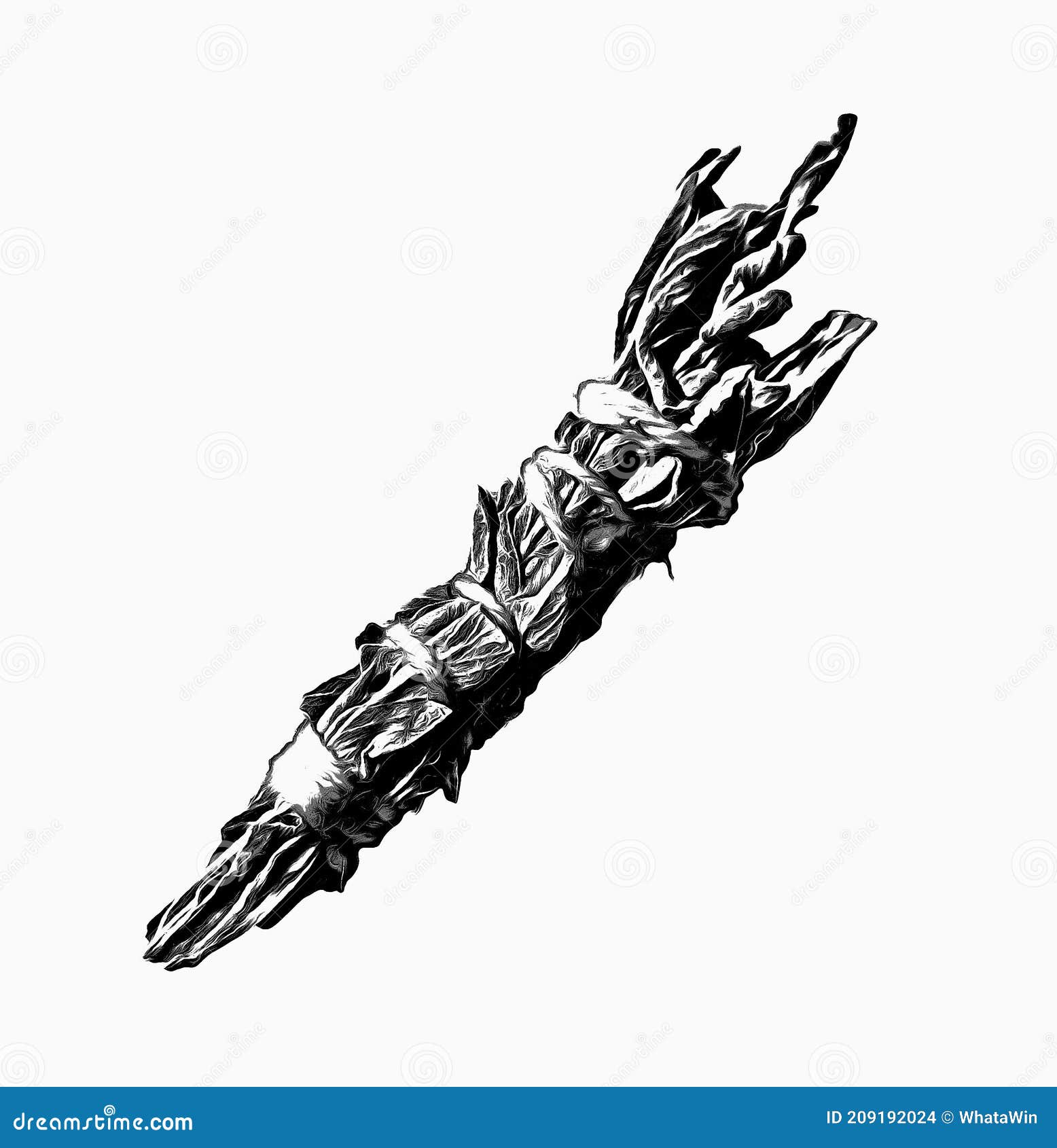 White Sage Smudge Stick. Black Ink Illustration Stock Illustration ...