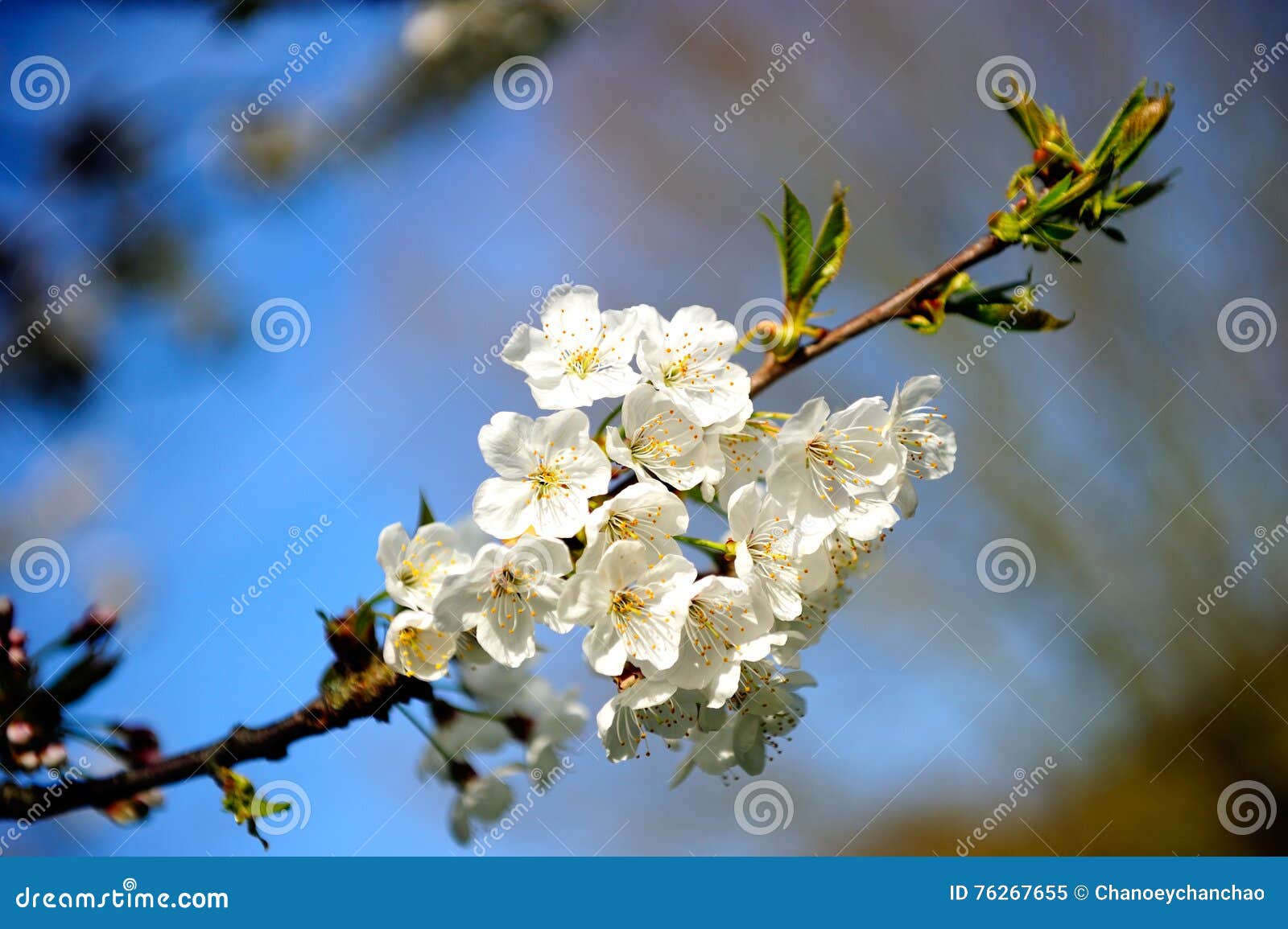 White Sakura in the Blue Sky Stock Image - Image of blue, beautiful ...