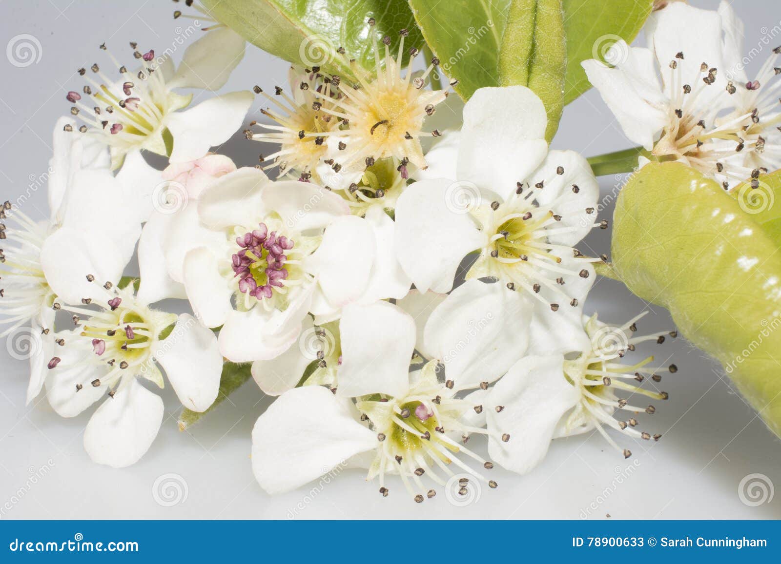 White Sakura Cherry Blossoms on Stem Stock Image - Image of flora ...