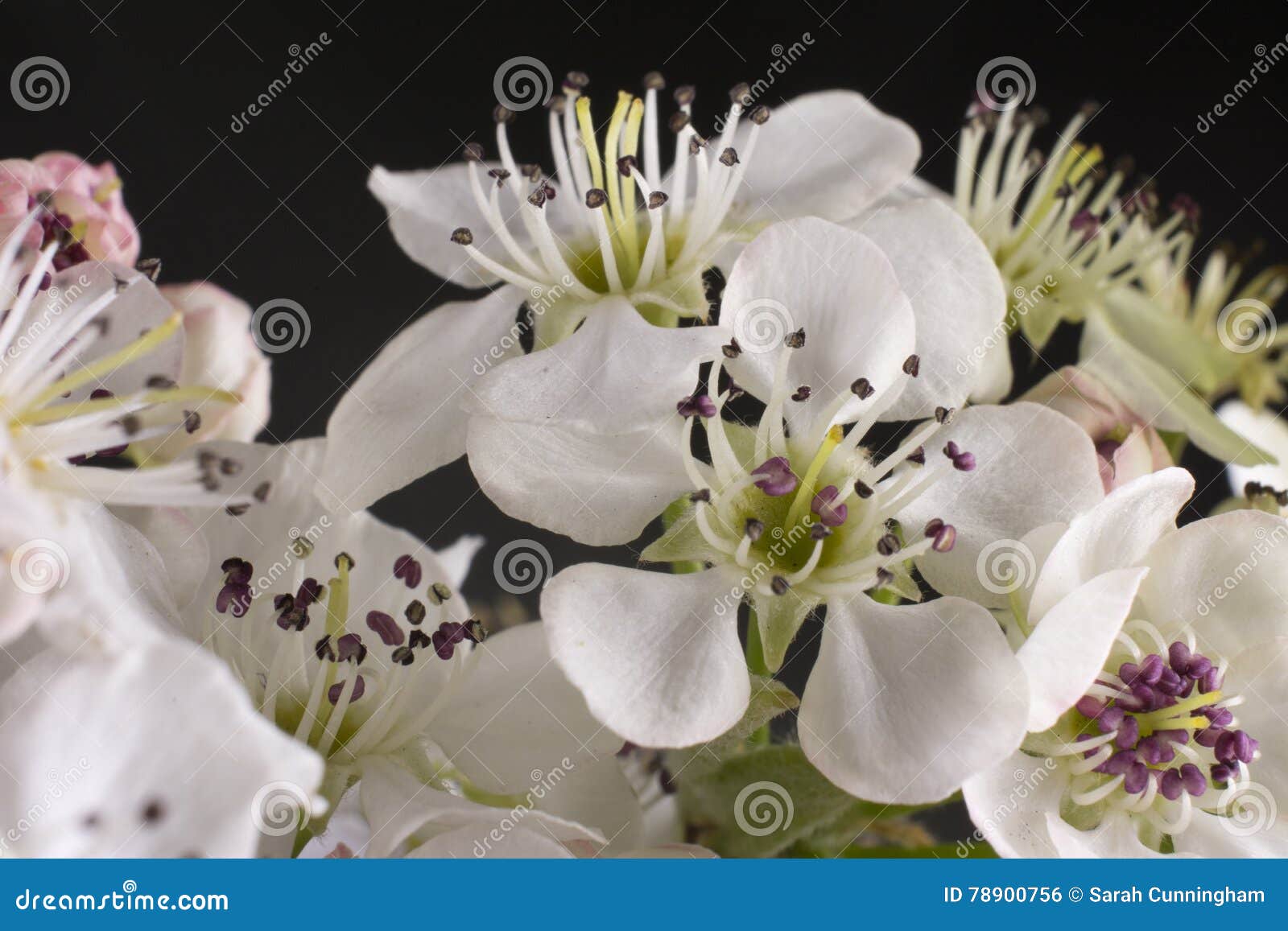 White Sakura Cherry Blossoms on Stem Stock Photo - Image of twig ...