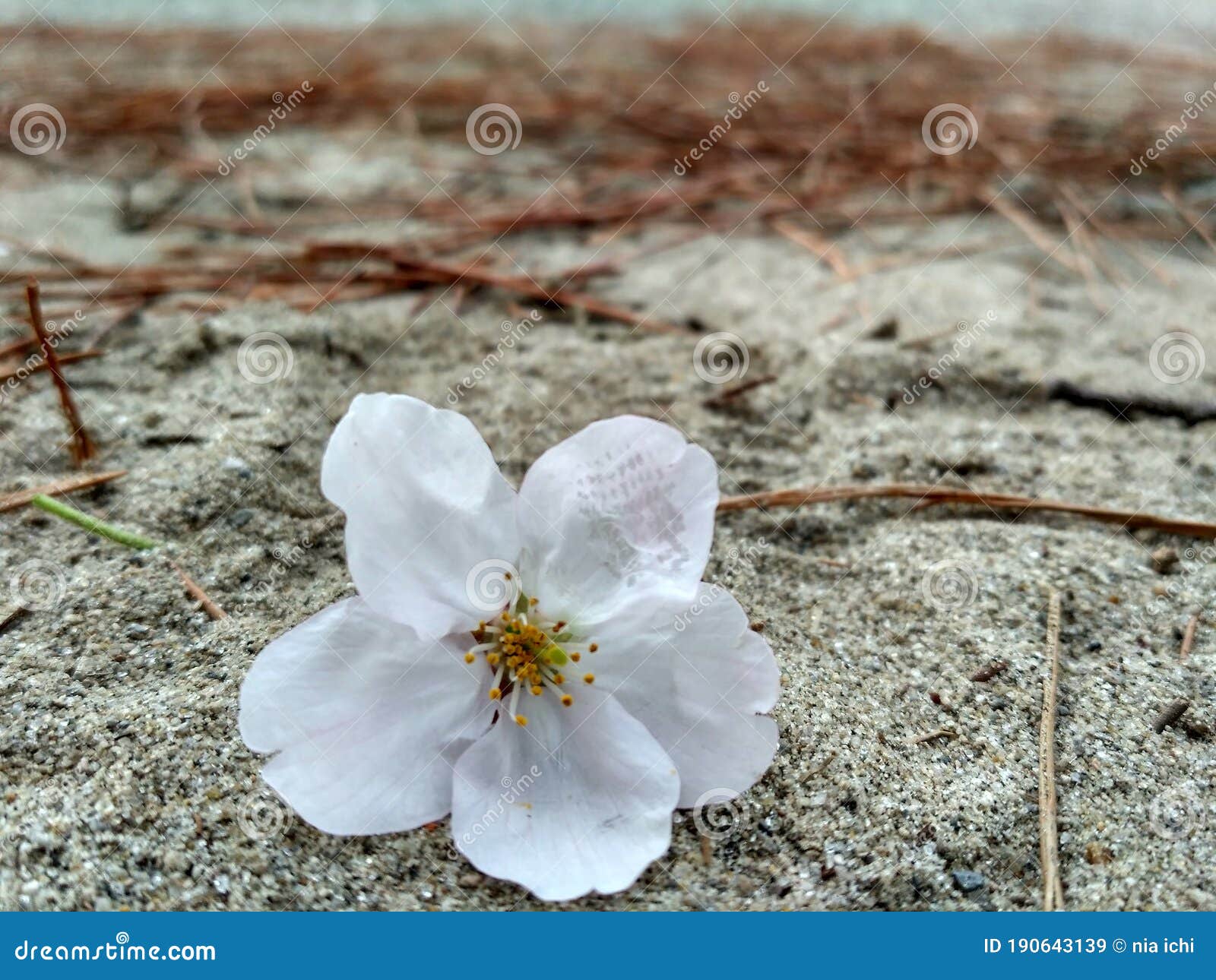White Sakura at Sea Sand Ground Stock Image - Image of tree, branch ...
