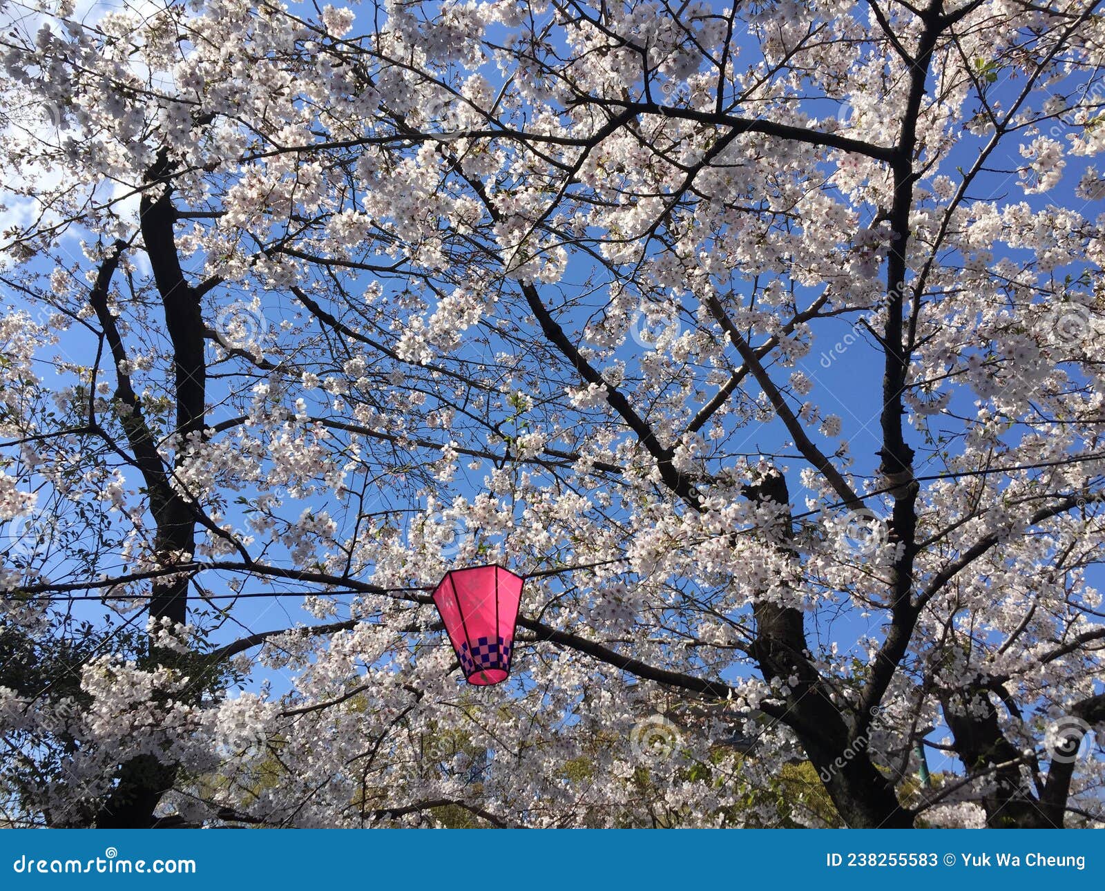 White Sakura Trees Under Blue Sky Stock Image - Image of blue, shrub ...