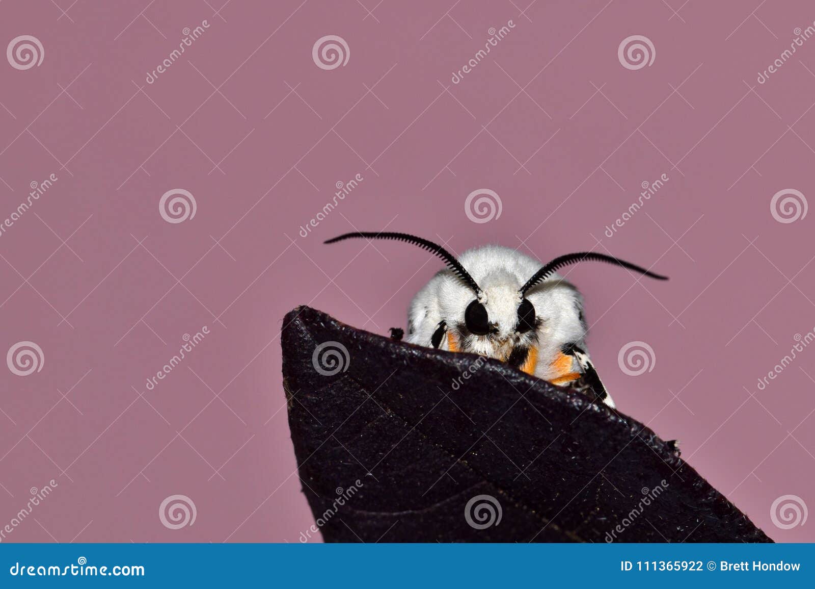 A White Salt Marsh Moth Peeking Out from Behind a Leaf. Stock Photo ...