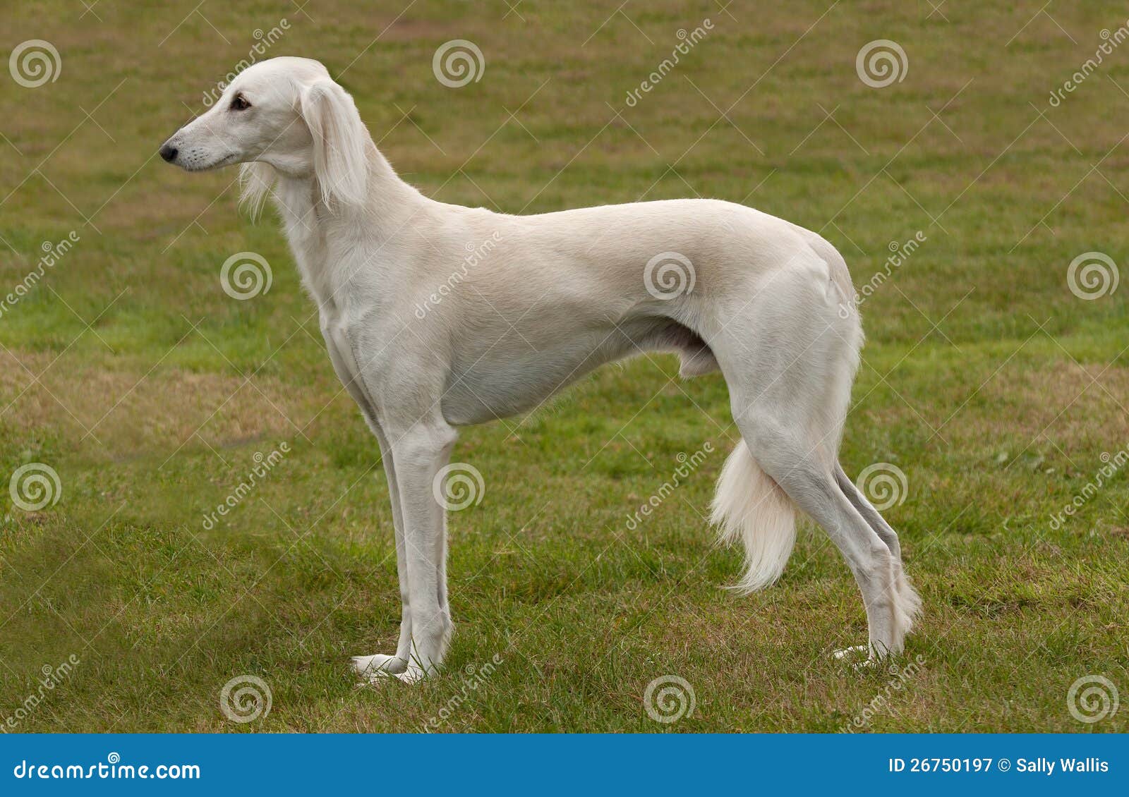 White Saluki or Gazelle Hound Stock Image - Image of standing, hound ...