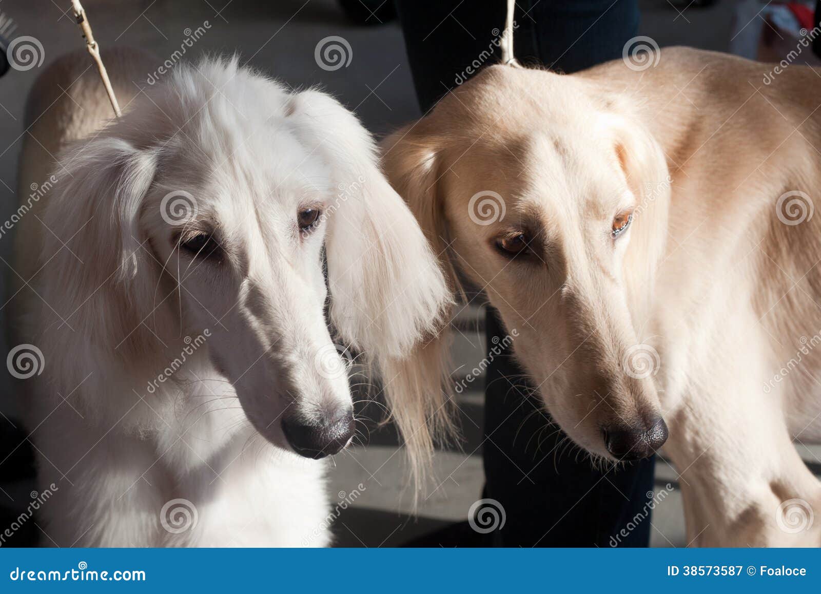 White salukis portrait stock image. Image of attention - 38573587