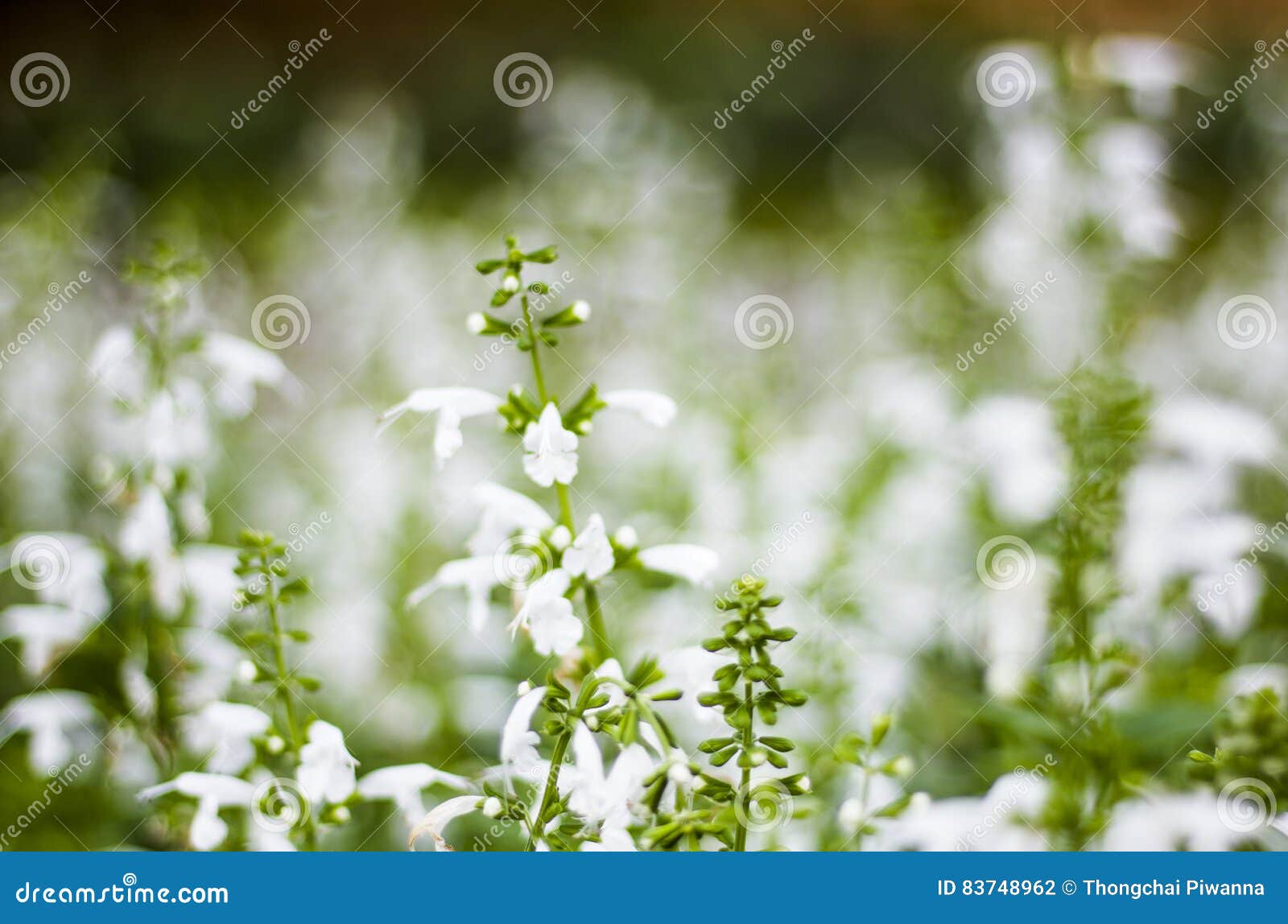 White Salvia flower stock photo. Image of organic, natural - 83748962
