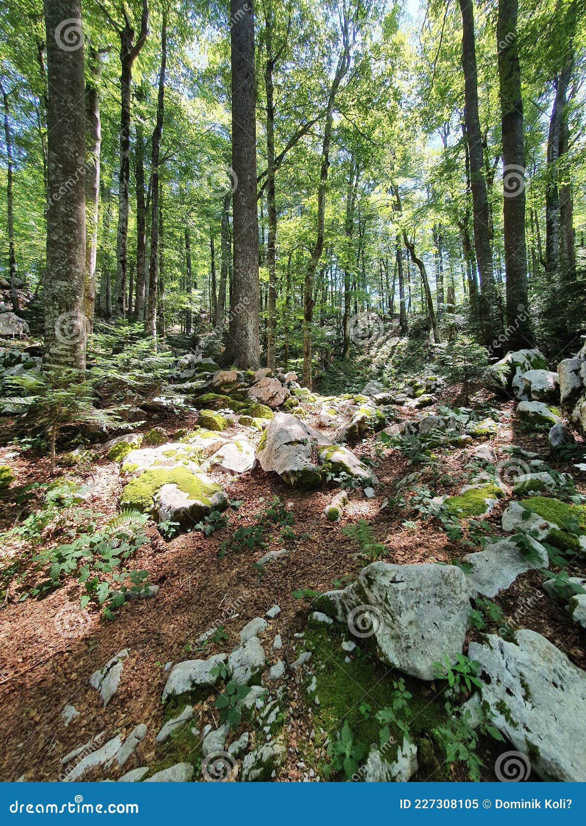 White and Samarian rocks stock image. Image of jungle - 227308105