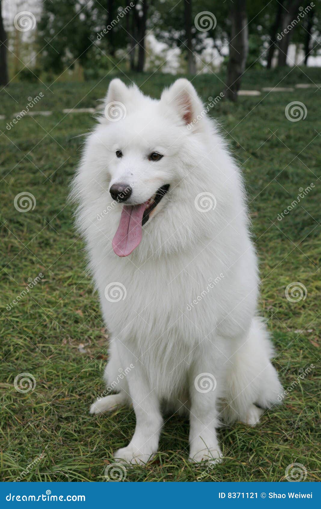White Samoyed Dog stock image. Image of golden, samoyed - 8371121