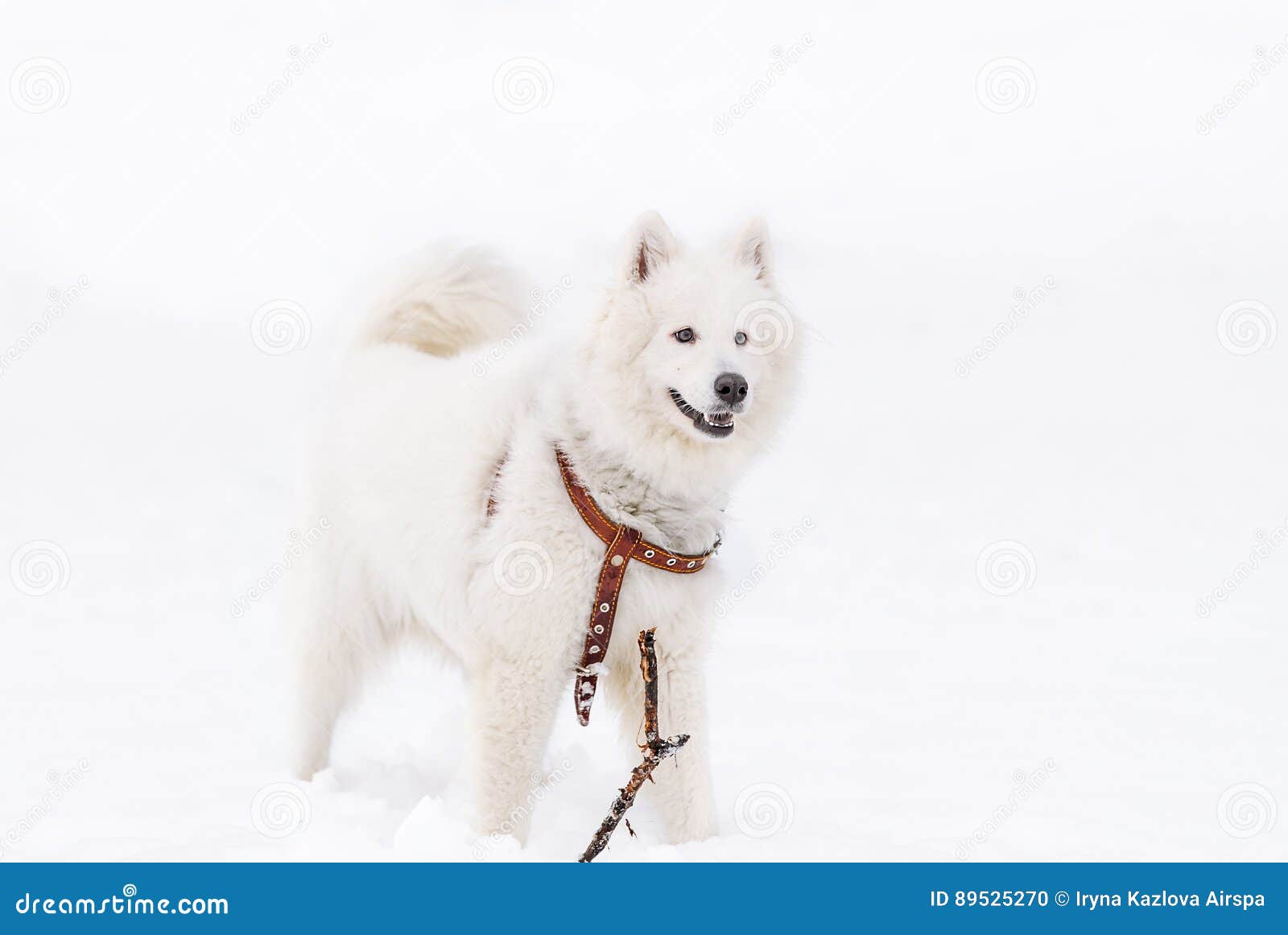 White Samoyed Dog Breed in the Winter on Snow-covered Ground Stock ...