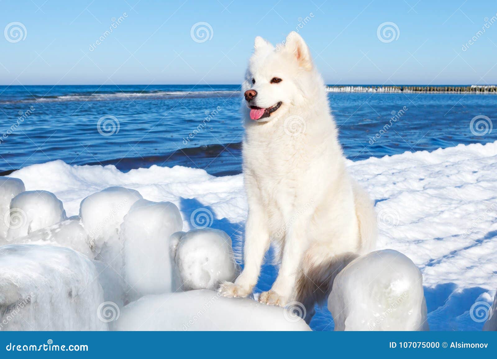 White Samoyed Dog Looking at the Beautiful Winter Sea Stock Photo ...
