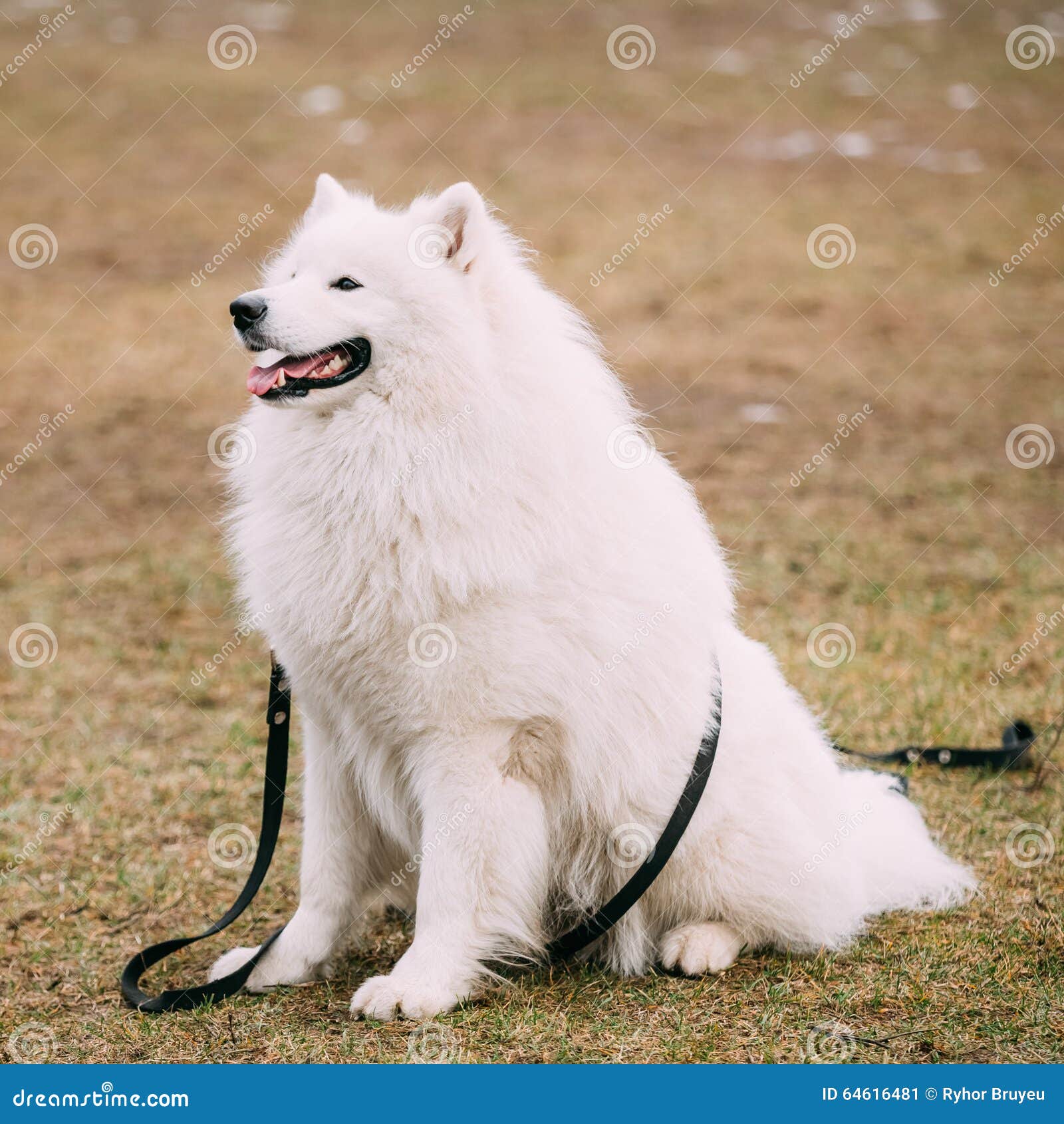 White Samoyed Dog Sit on Ground during Training Stock Image - Image of ...