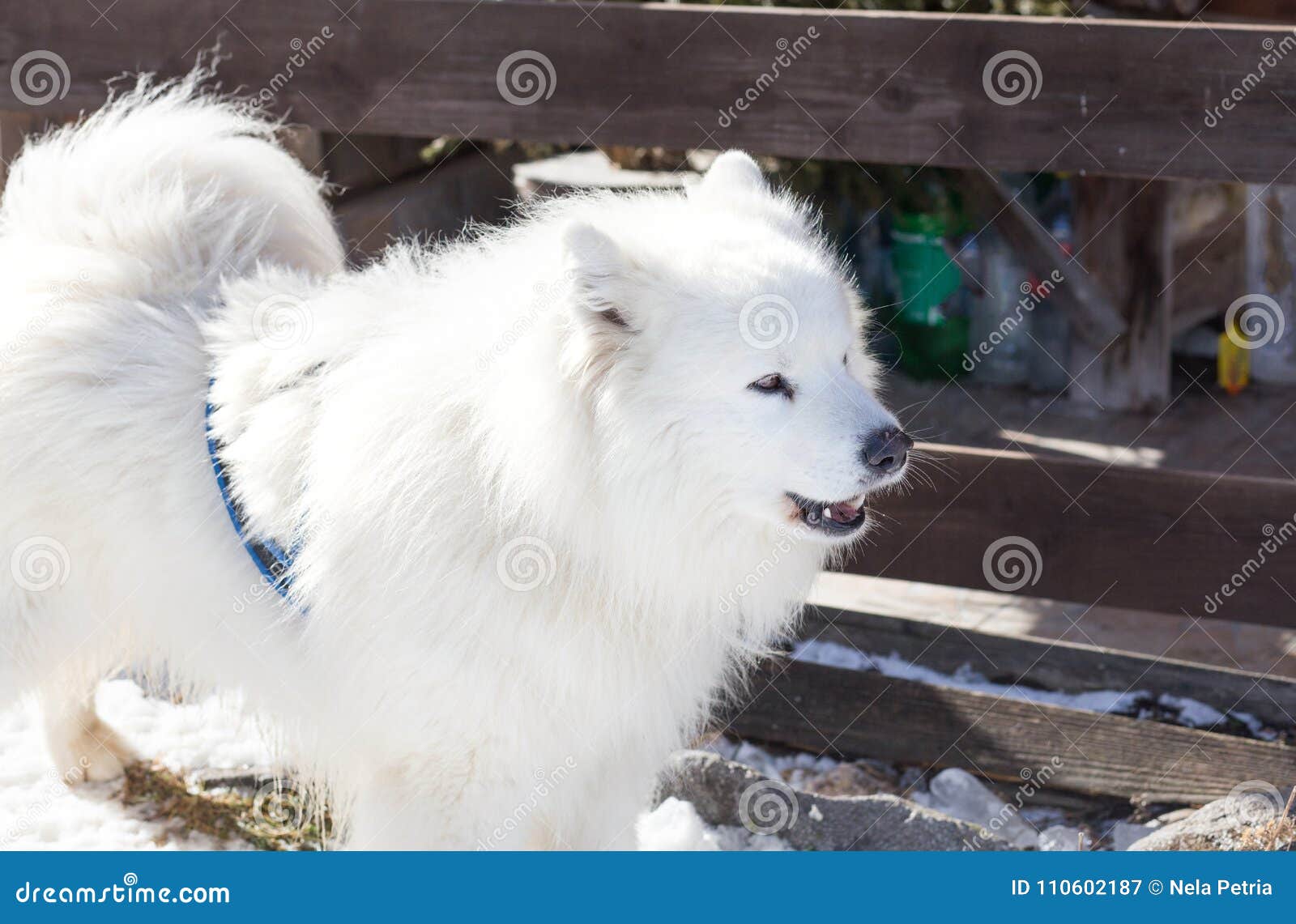 White Samoyed Dog in Winter Landscape Stock Image - Image of face ...