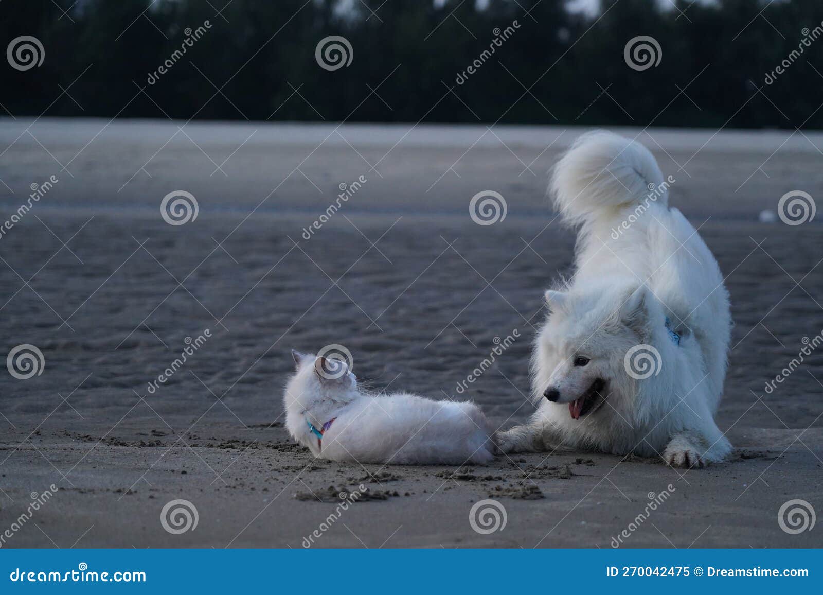 White Samoyed Playing with a Cat on a Shoreline Stock Image - Image of ...