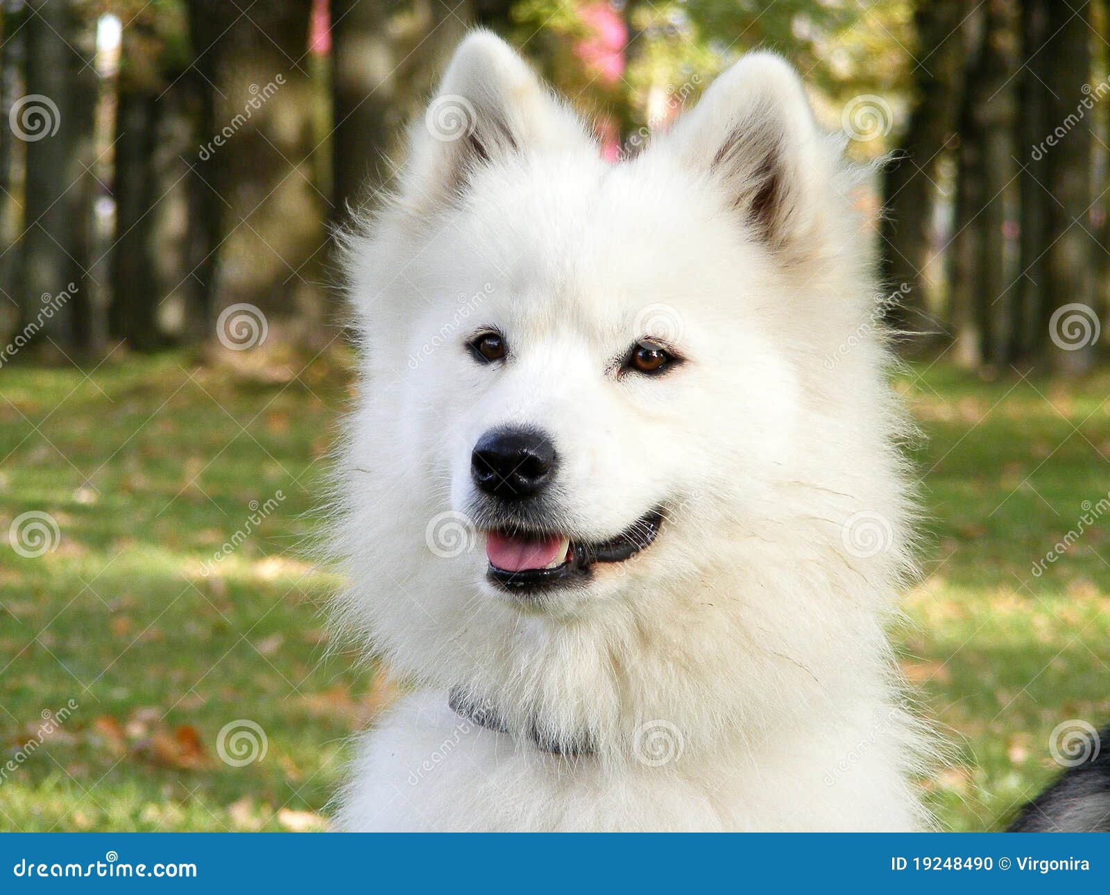 White samoyed portrait stock photo. Image of park, nenetskaya - 19248490
