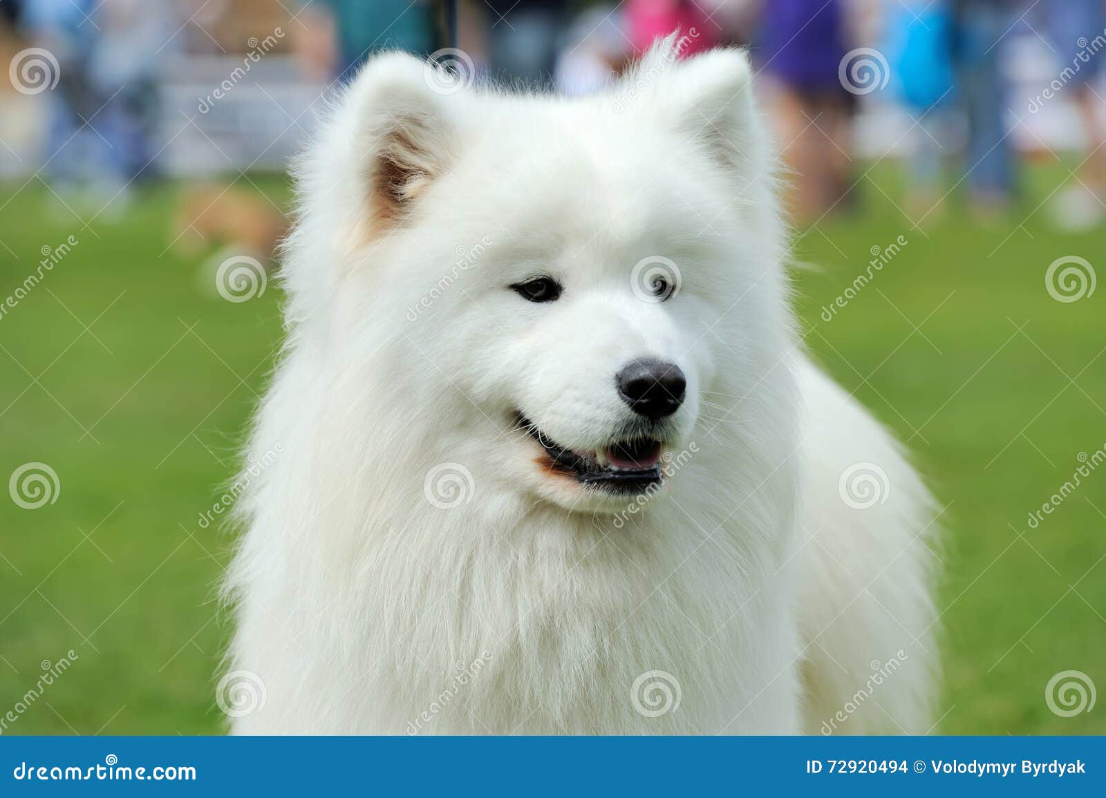 White Samoyed portrait stock photo. Image of nature, mammal - 72920494