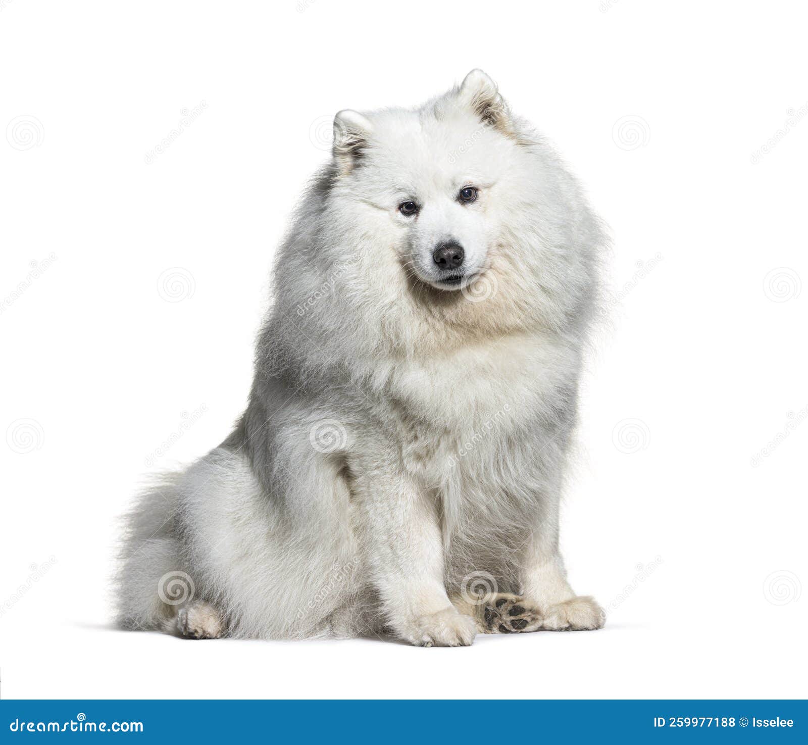 White Samoyed Sitting, Isolated on White Stock Photo - Image of mammal ...