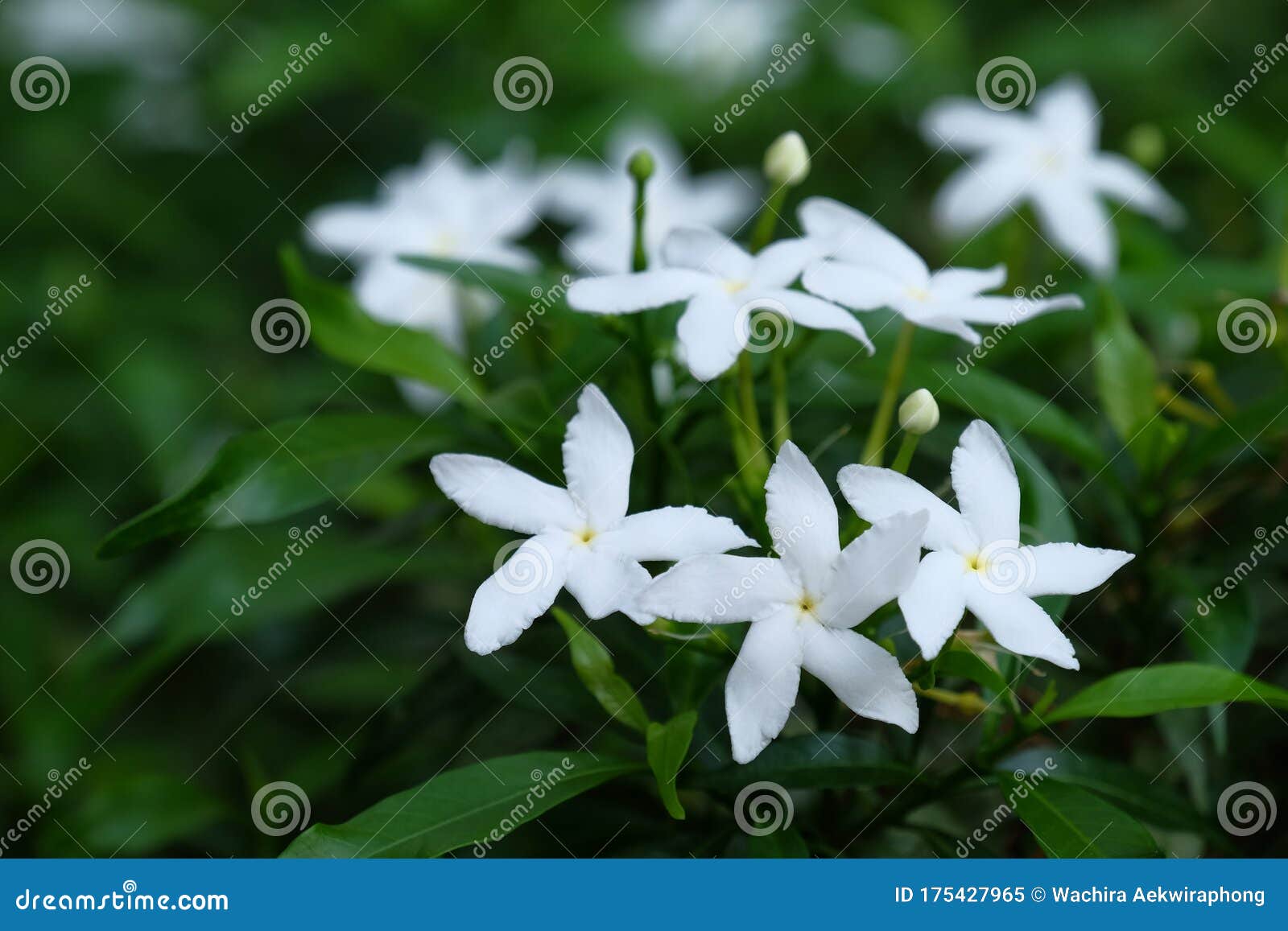 White Sampaguita Jasmine or Arabian Jasmine Premium on Tree in Dark ...