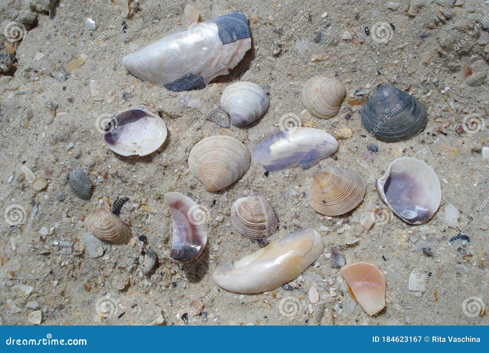 White Sand Beach with Close-up Pearl Shells. Stock Image - Image of ...