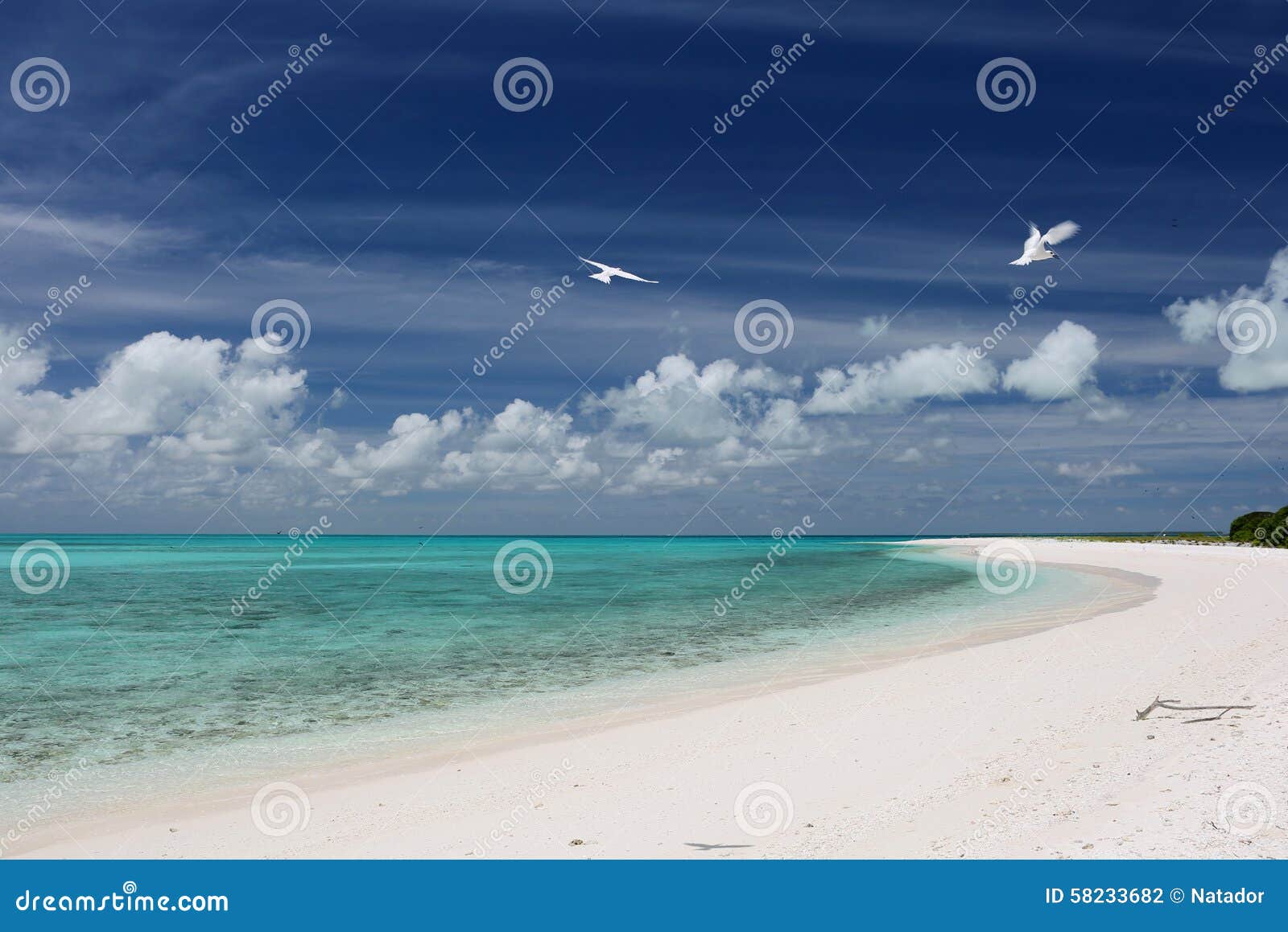 White Sand Beach on Cook Islet Stock Photo - Image of islet, protected ...