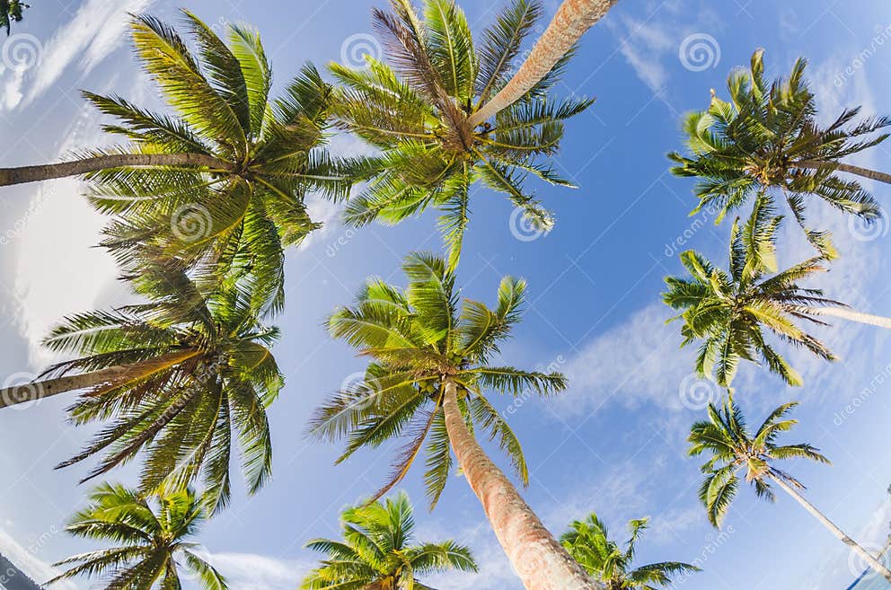 White Sand Beaches in the Kingdom of Tonga Stock Image - Image of ...