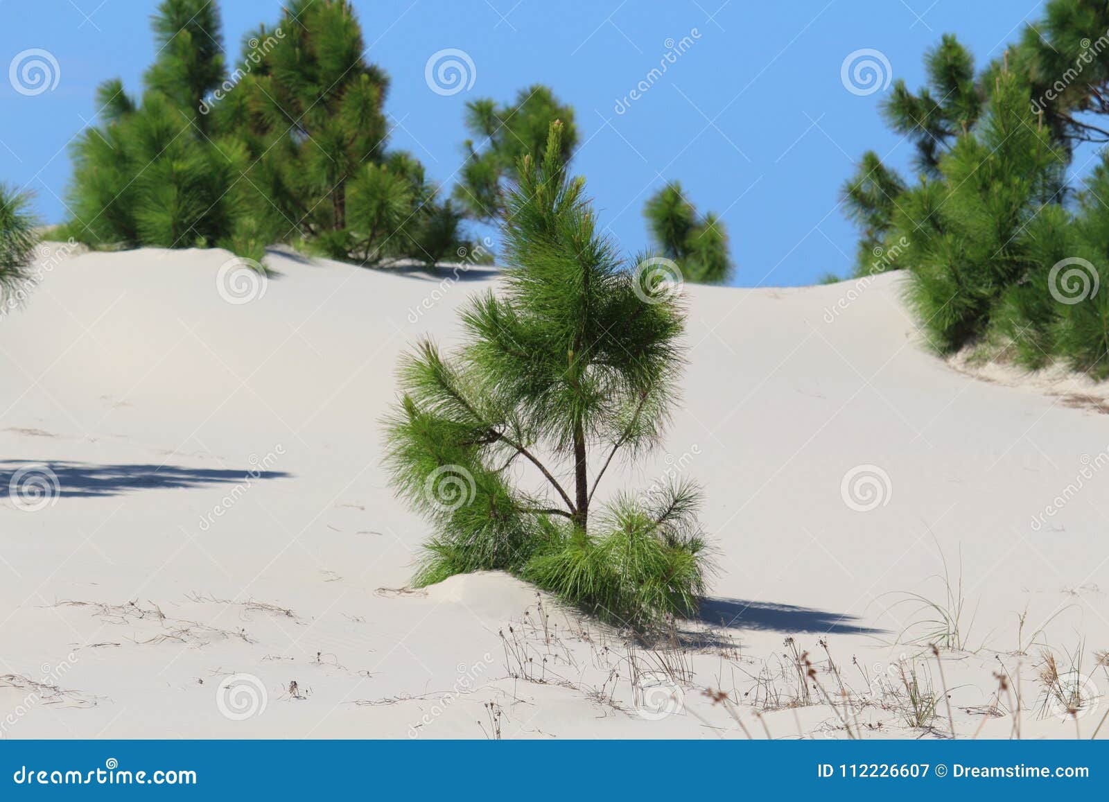 White Sand Dune with Pine Trees Stock Image - Image of dunes, brazil ...