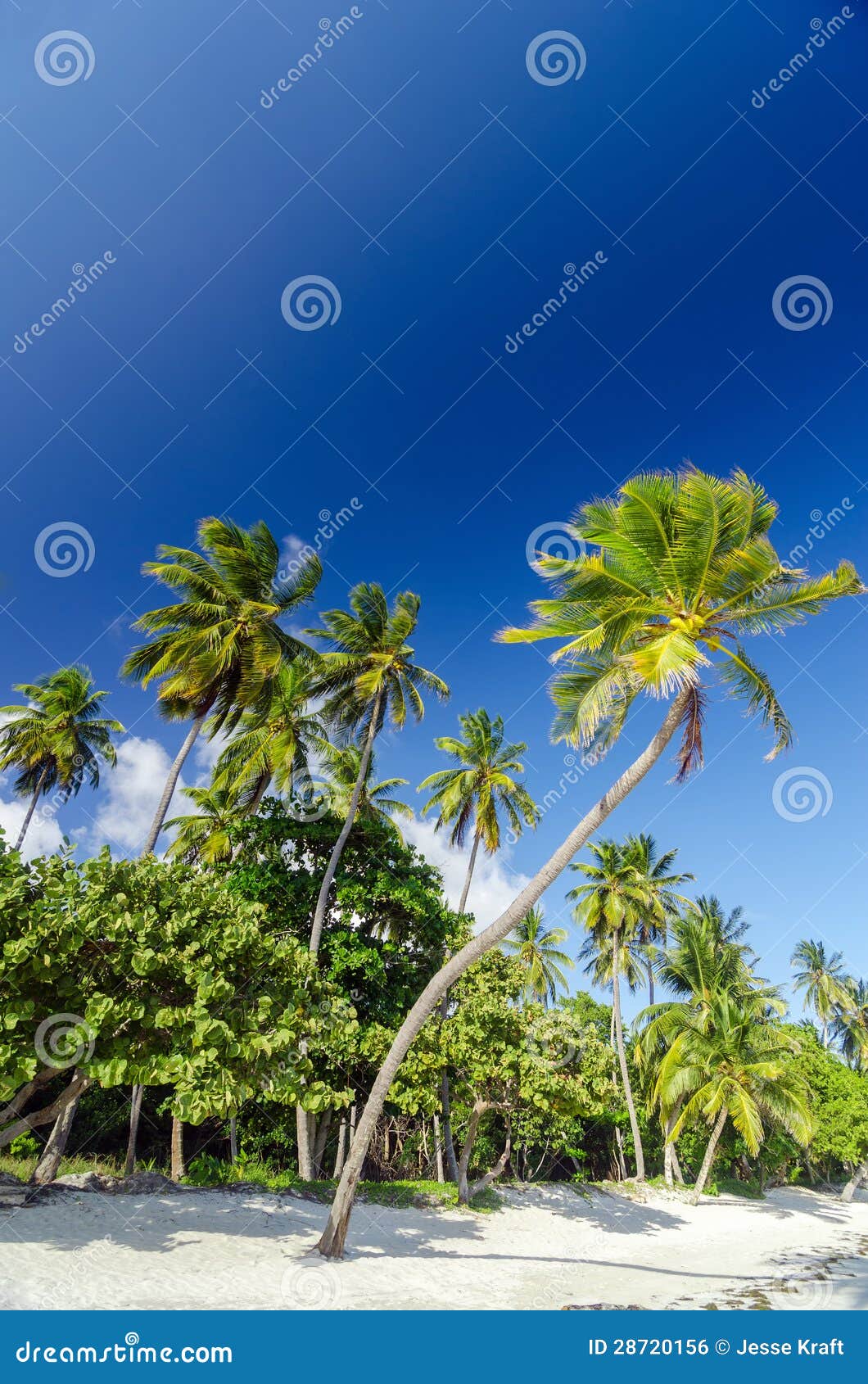 White Sand and Palm Trees stock photo. Image of outdoor - 28720156