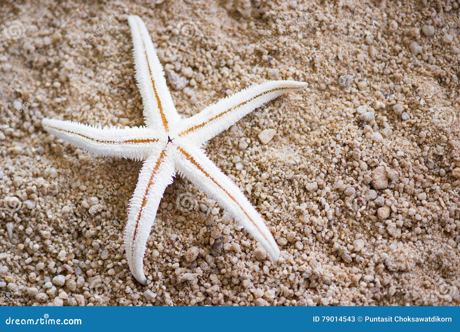 White sand sea star stock image. Image of island, coast - 79014543