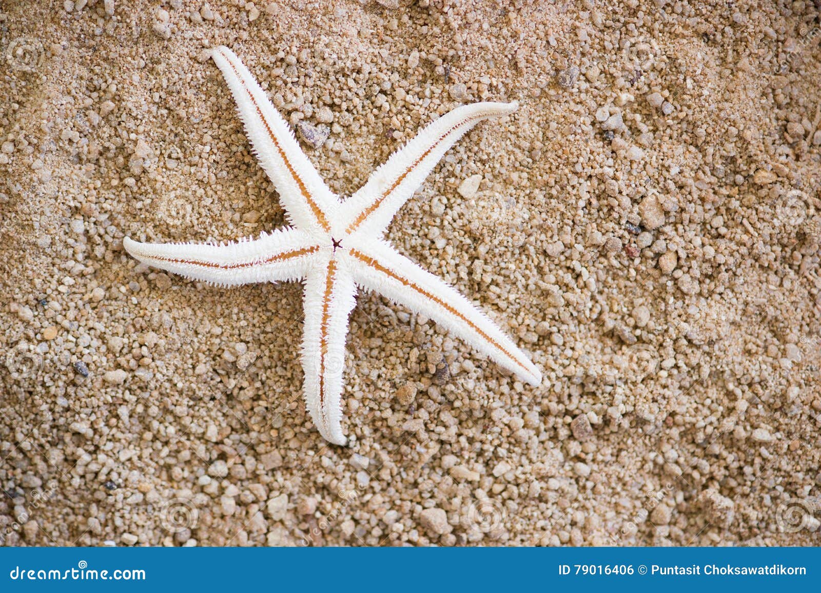 White sand sea star stock photo. Image of design, paradise - 79016406