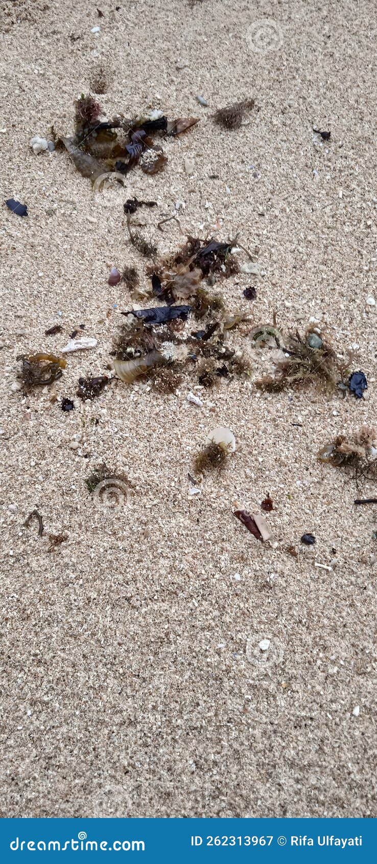 White Sand and Seaweed and Sea Shells Stock Image - Image of ...