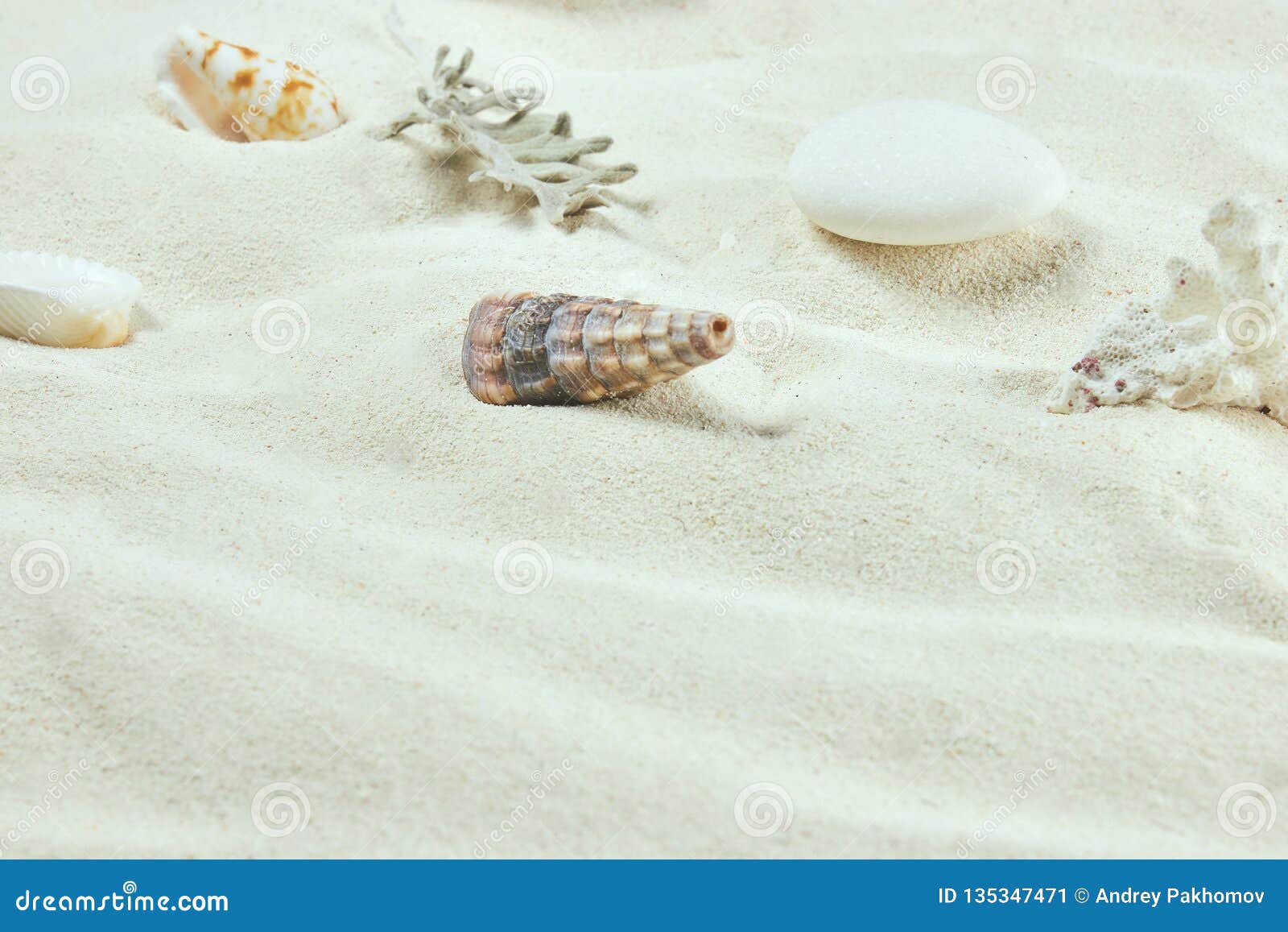White Sand and Shells. the Background of the Sea Beach. Vertical View ...