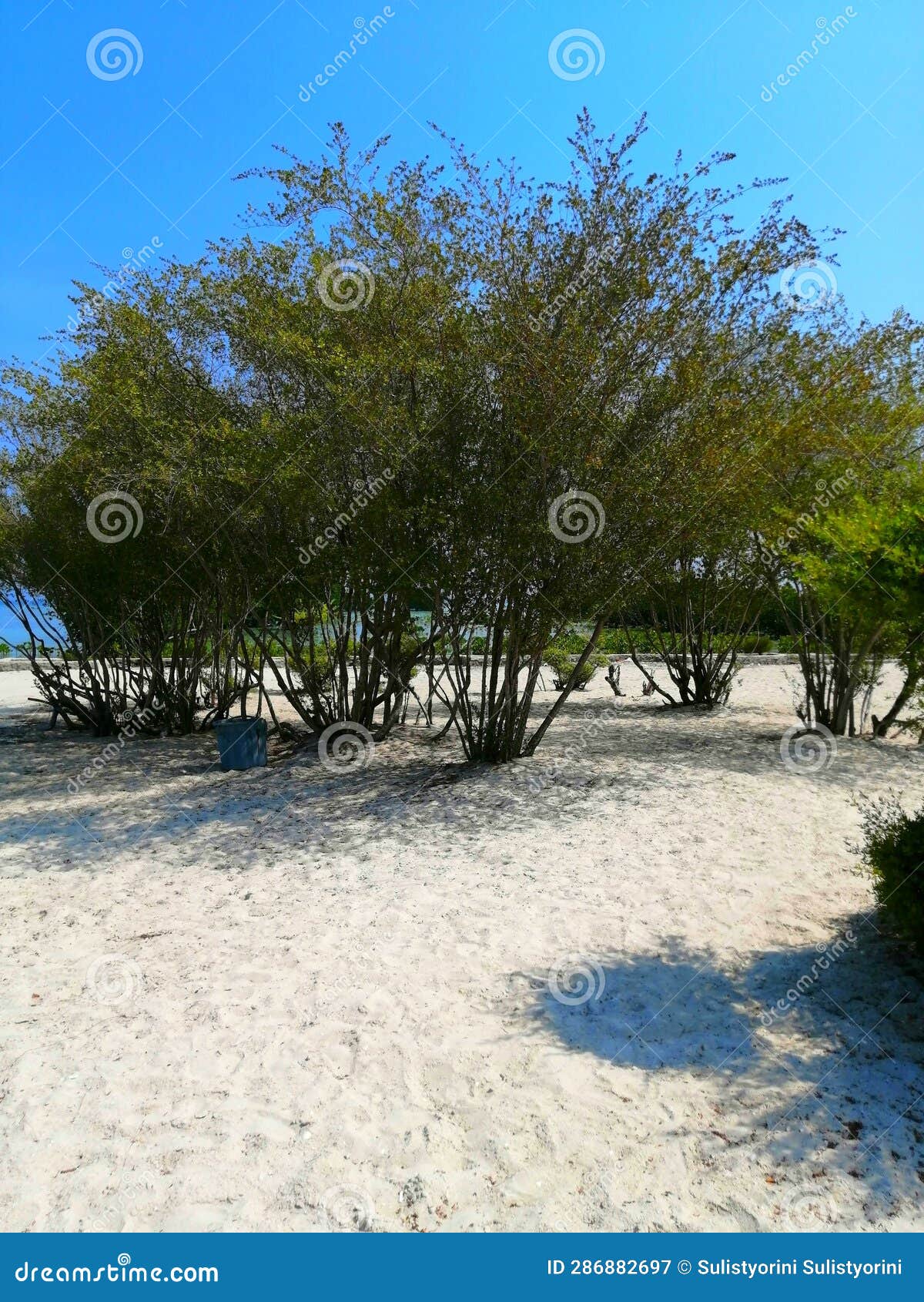 White sand and the trees stock image. Image of white - 286882697