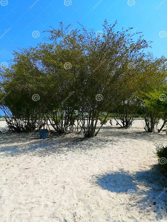 White sand and the trees stock image. Image of white - 286882697