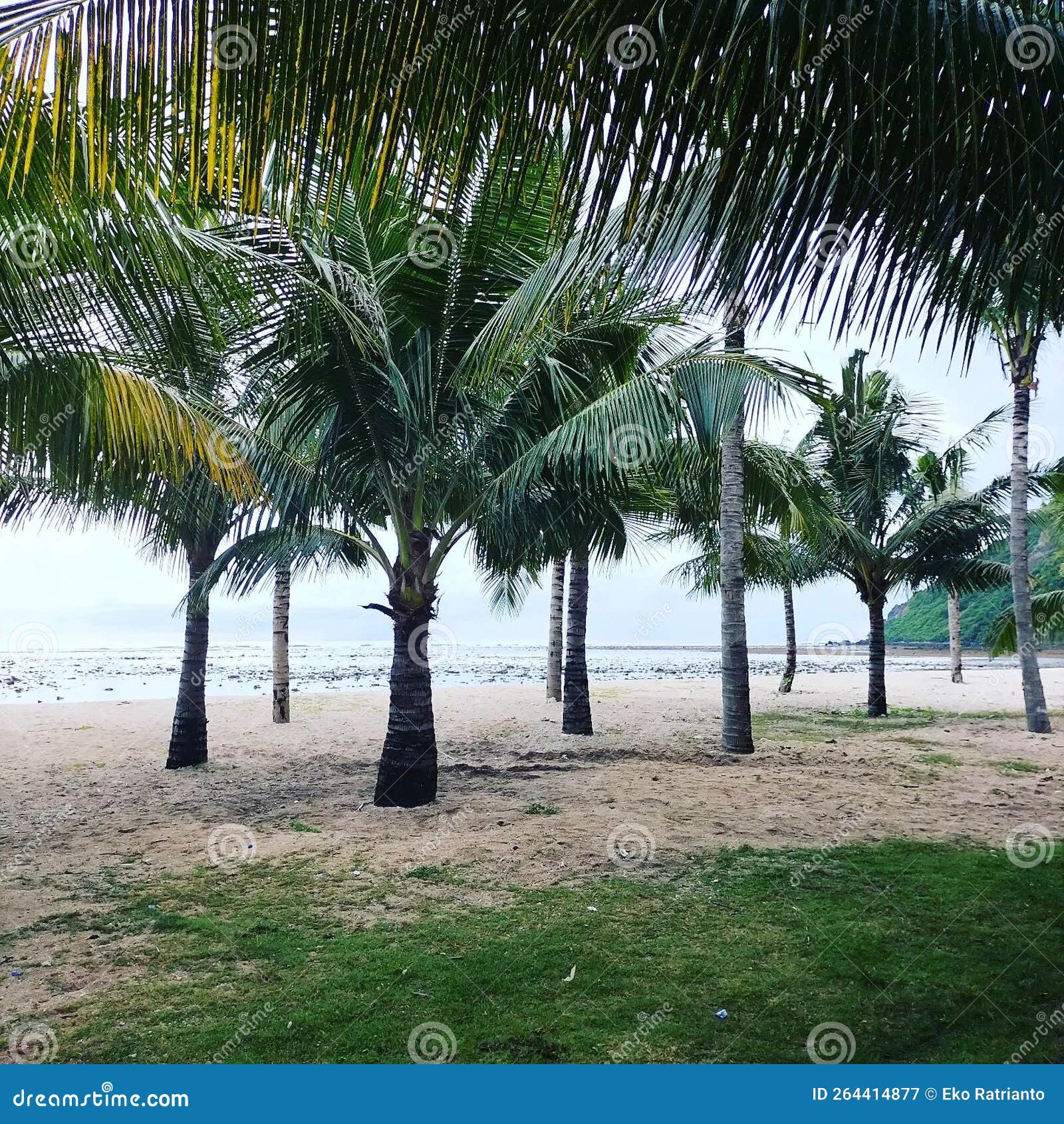 White sands at Maluk Beach stock image. Image of leaf - 264414877