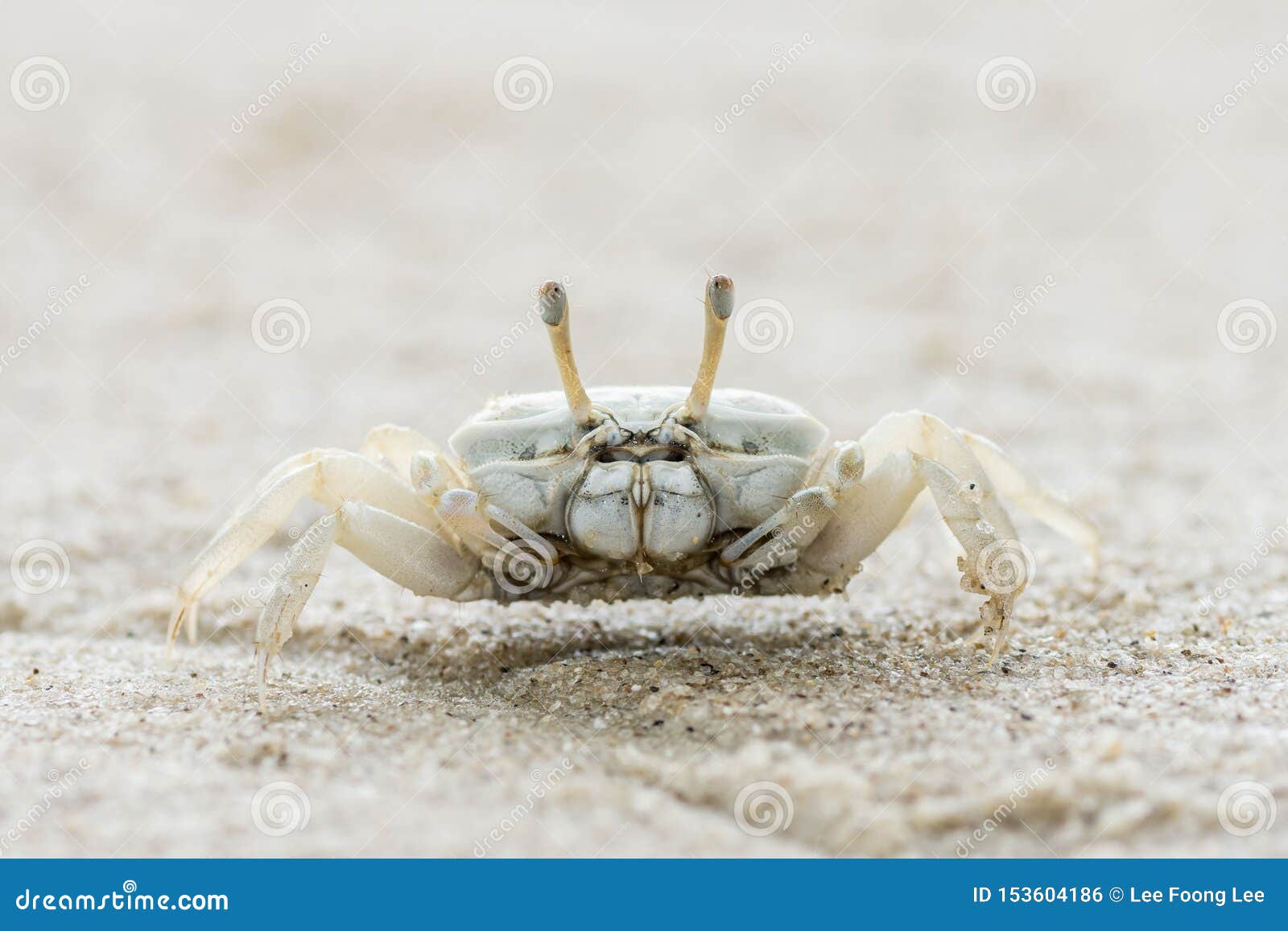 White sandy baby crab stock photo. Image of beautiful - 153604186