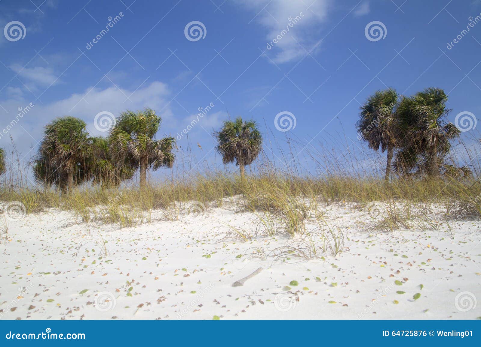 White Sandy Beach with Palm Trees Background Stock Photo - Image of ...